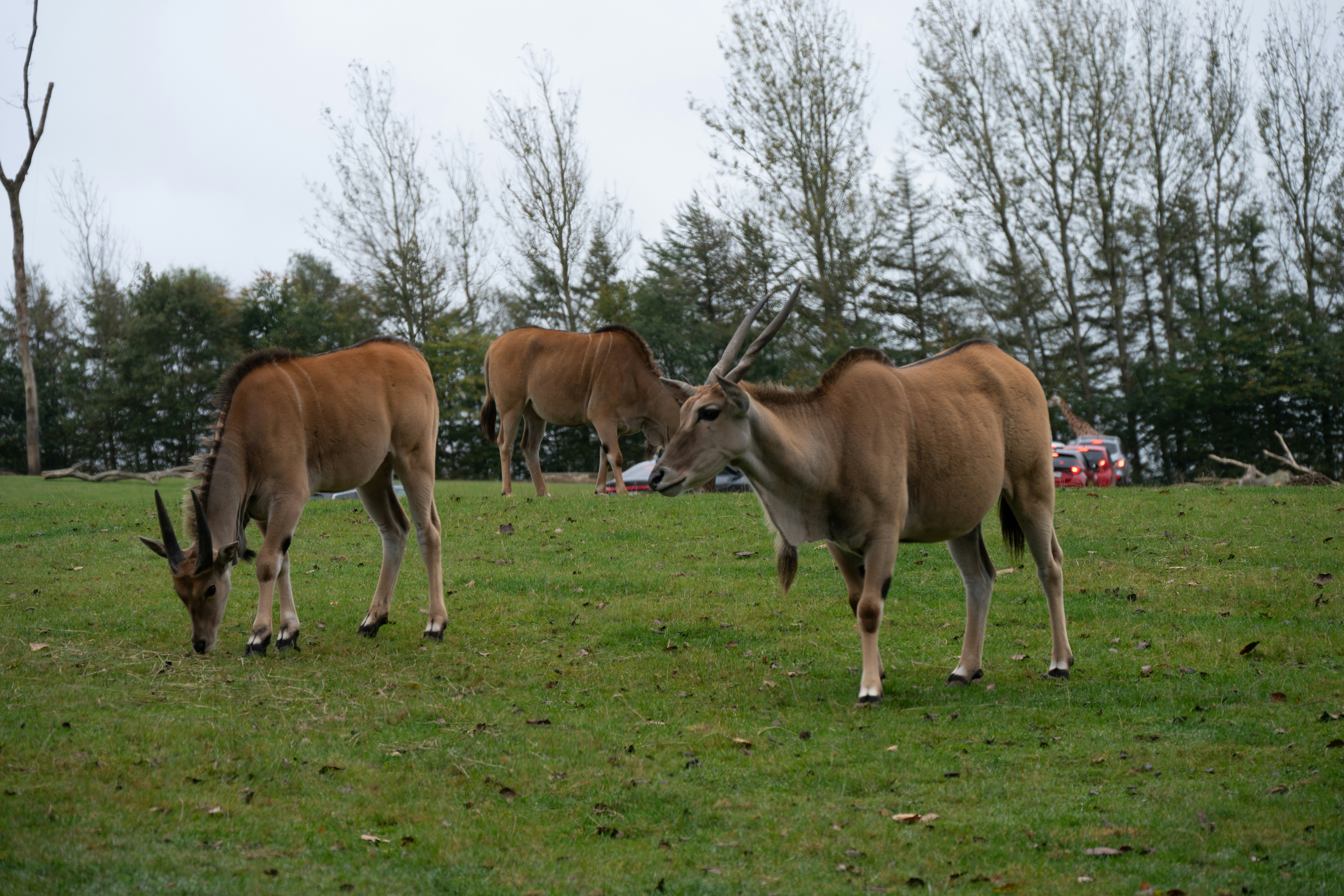 Antlered Quartet Grazing in a Park Meadow Under a Row of Pines