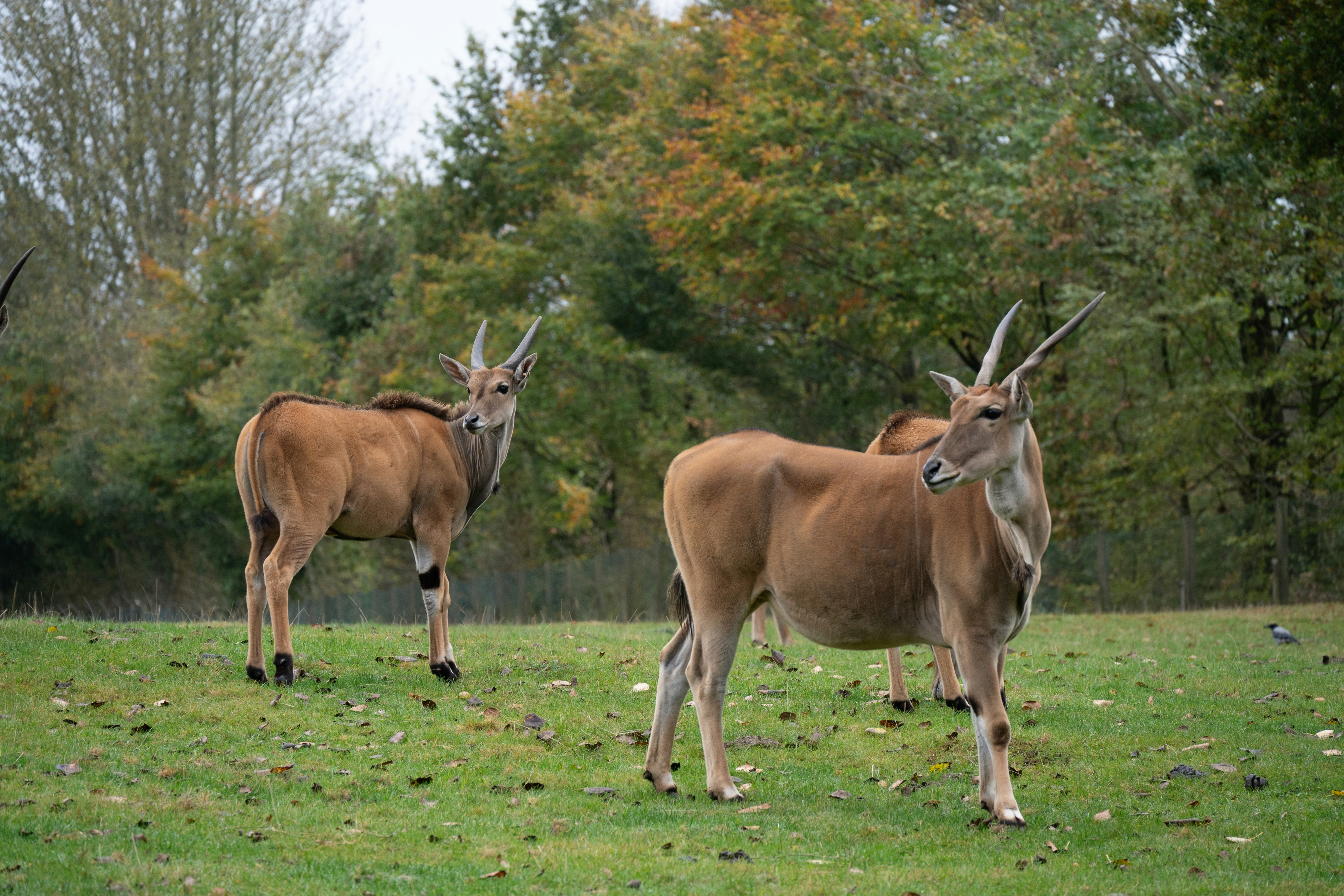 Autumn Meadow Antelopes: Quiet Grace in Dappled Light