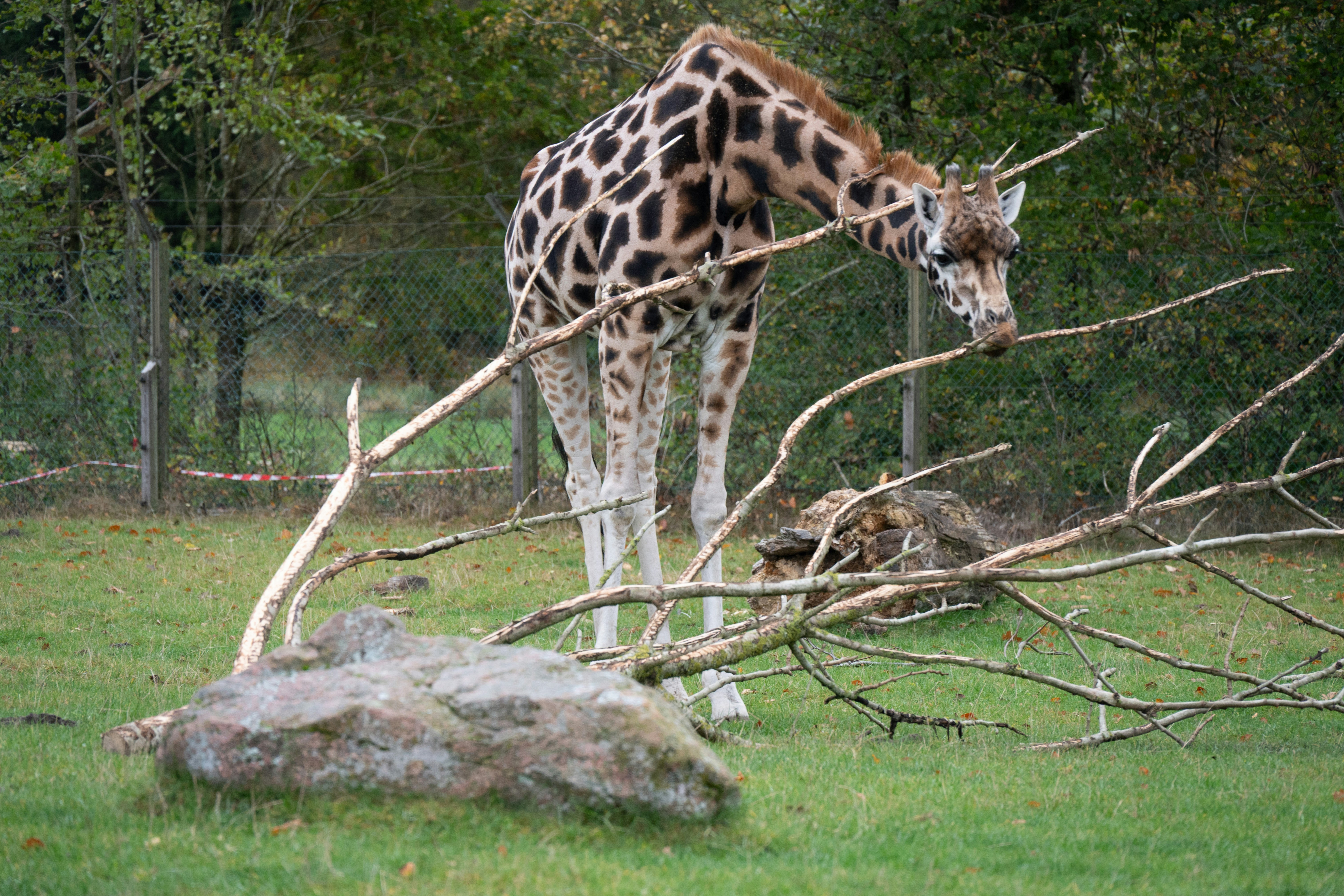 Branch-Browse: Giraffe Feeds Among Fallen Limbs in a Quiet Zoo Clearing