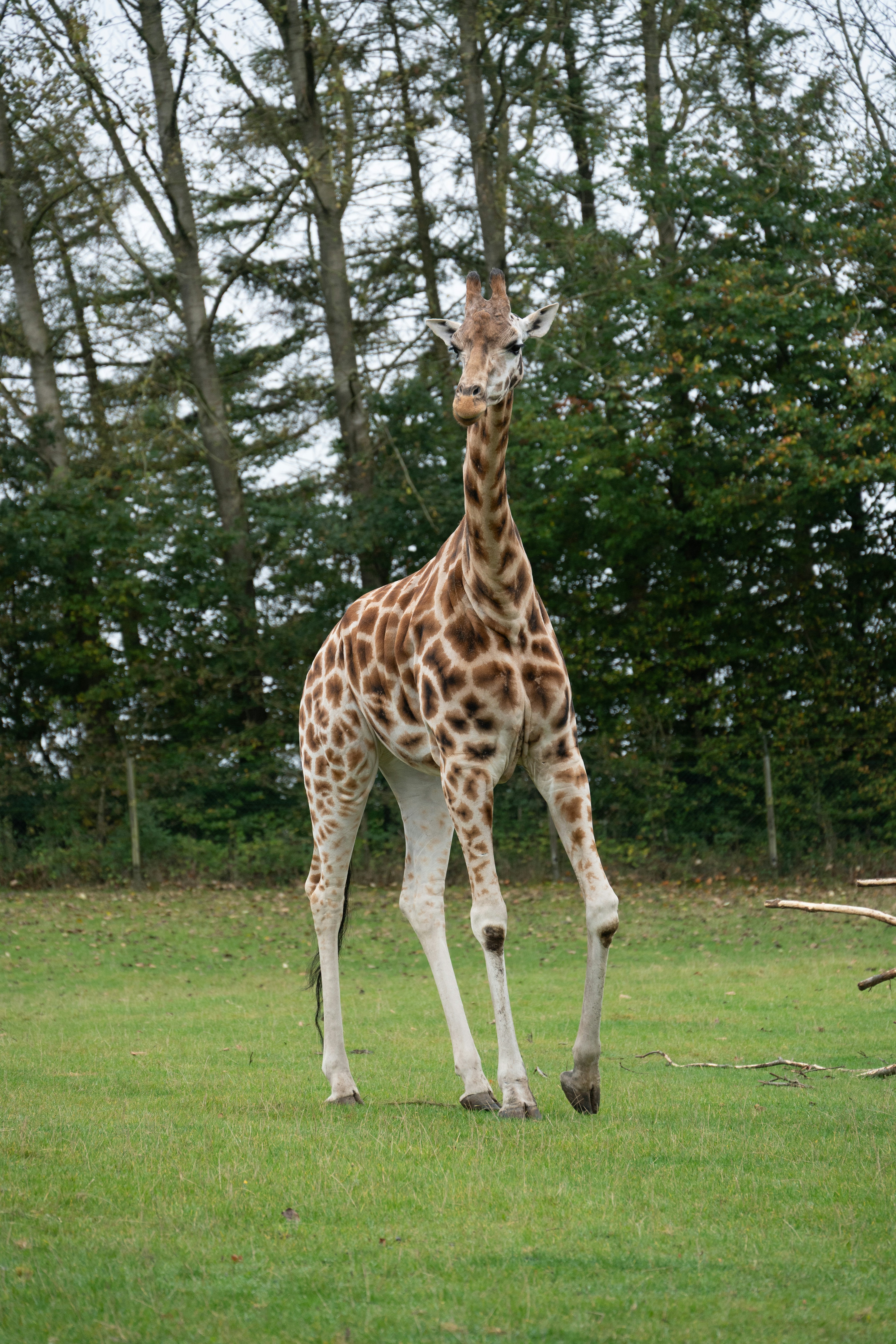 Giraffe at the Forest Edge: Quiet Grandeur in Green Light