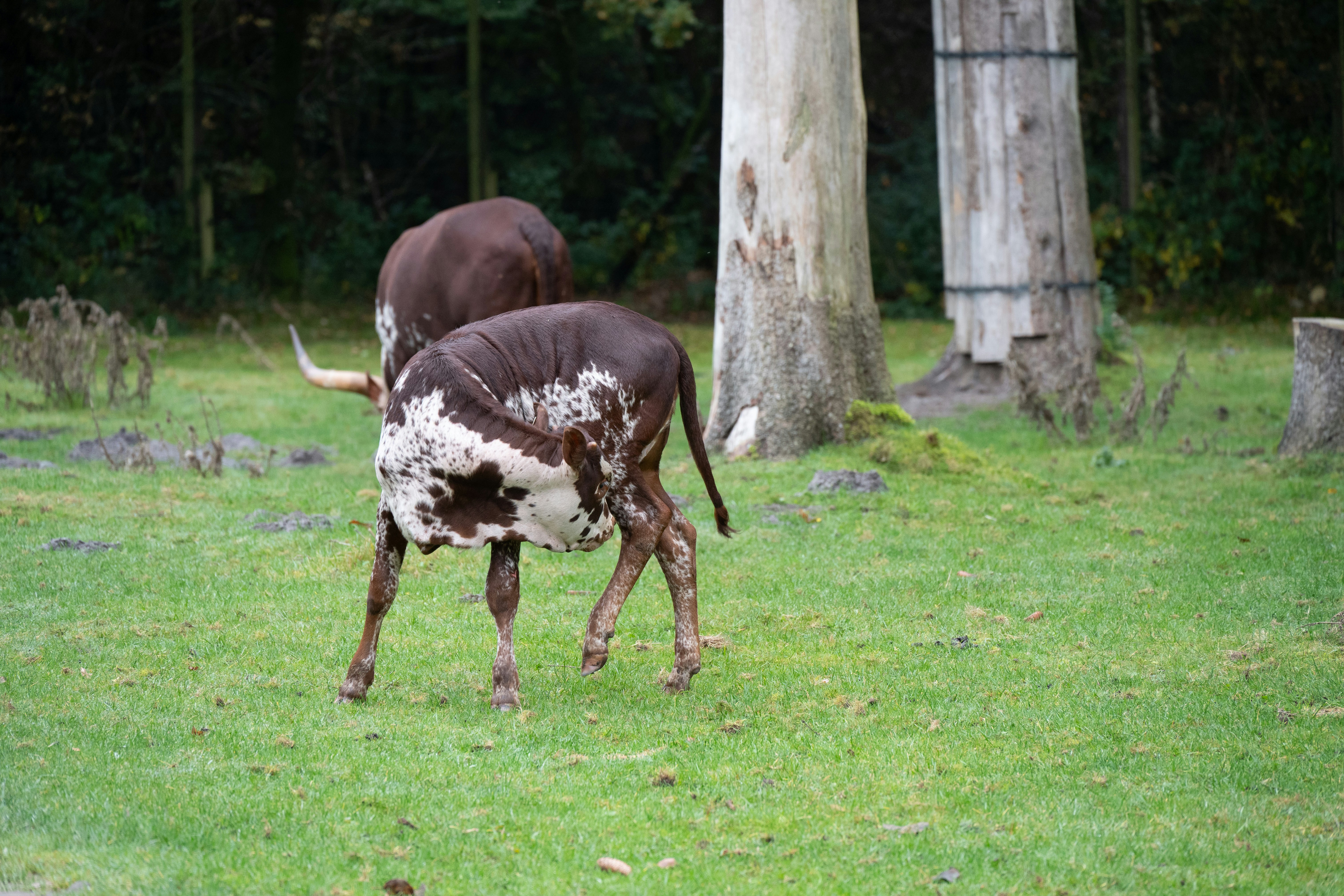 Rear-View of a Speckled Cow in a Quiet Meadow