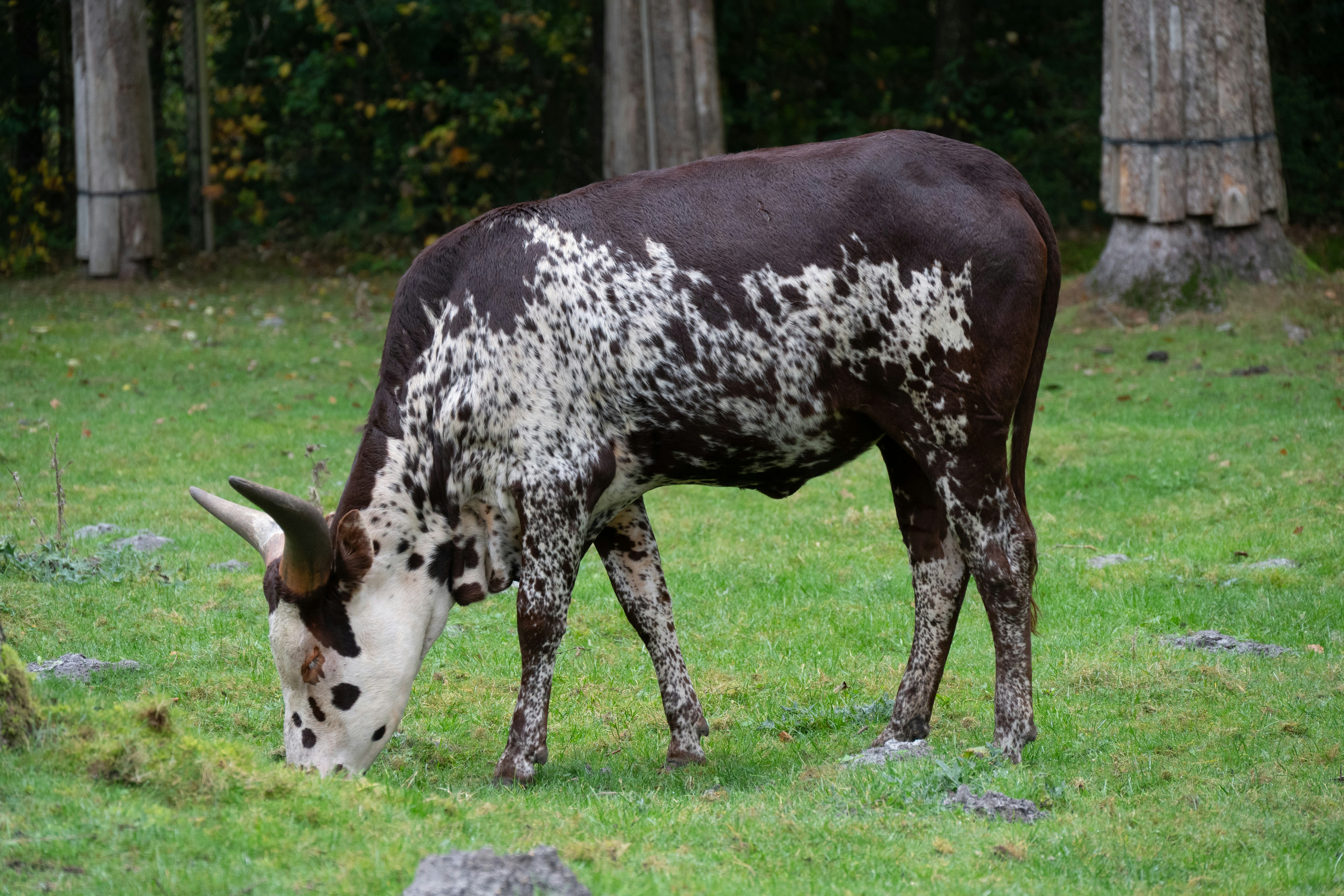 Spotted Appaloosa Grazes in a Quiet Pasture