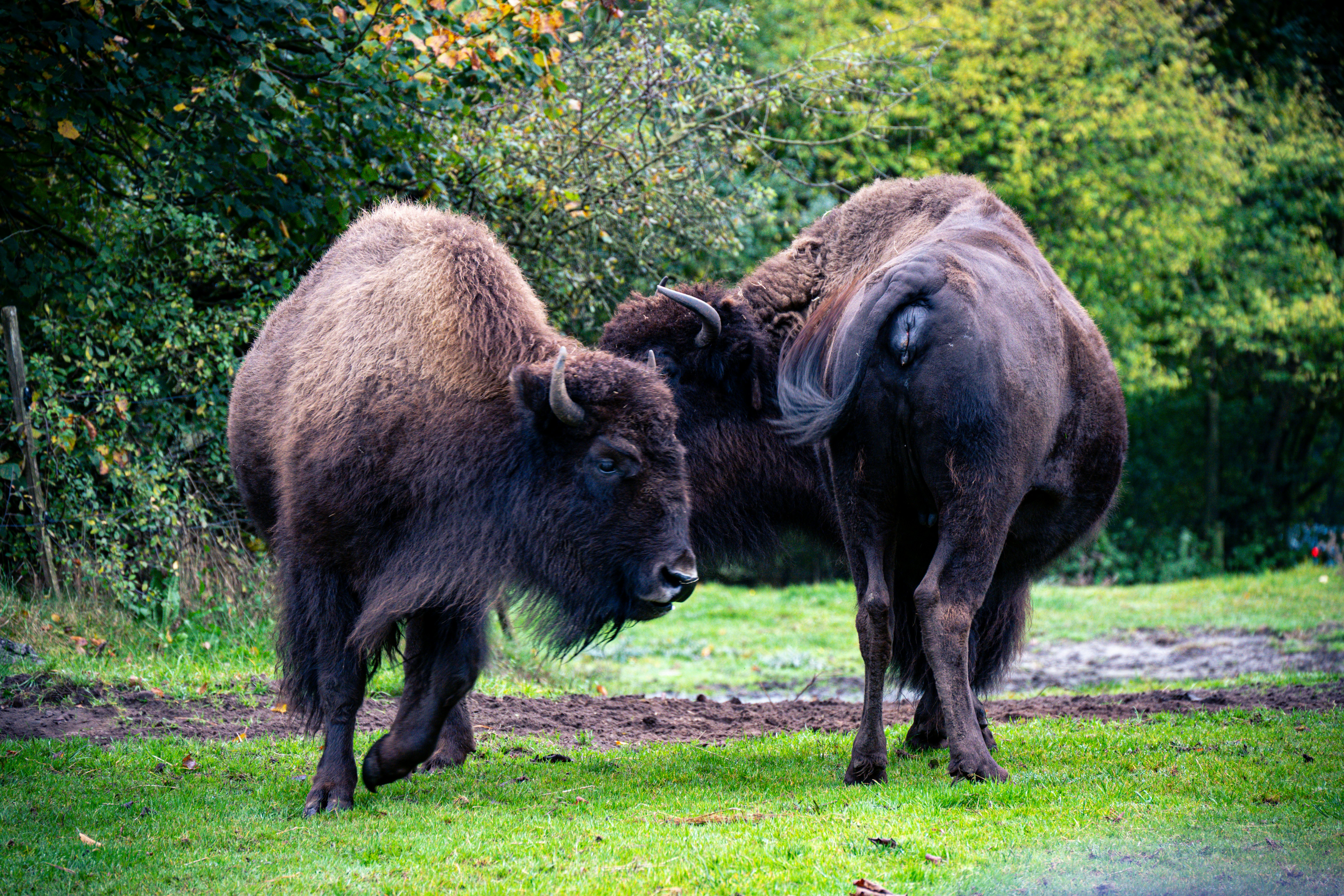 Tussle in the Clearing: Two European Bison Beneath a Quiet Canopy