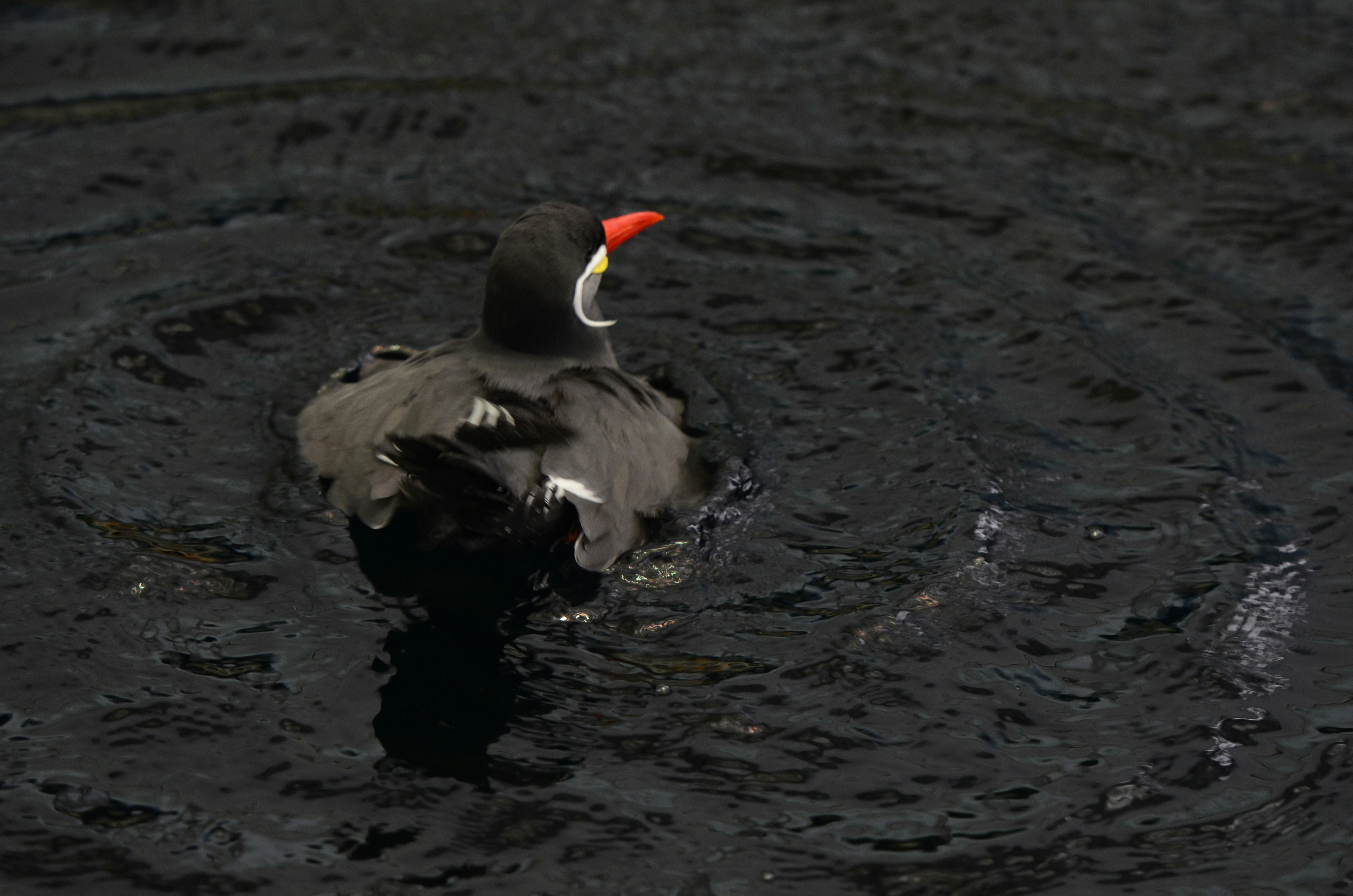Serenade of the Waters: A Duck's Solitude
