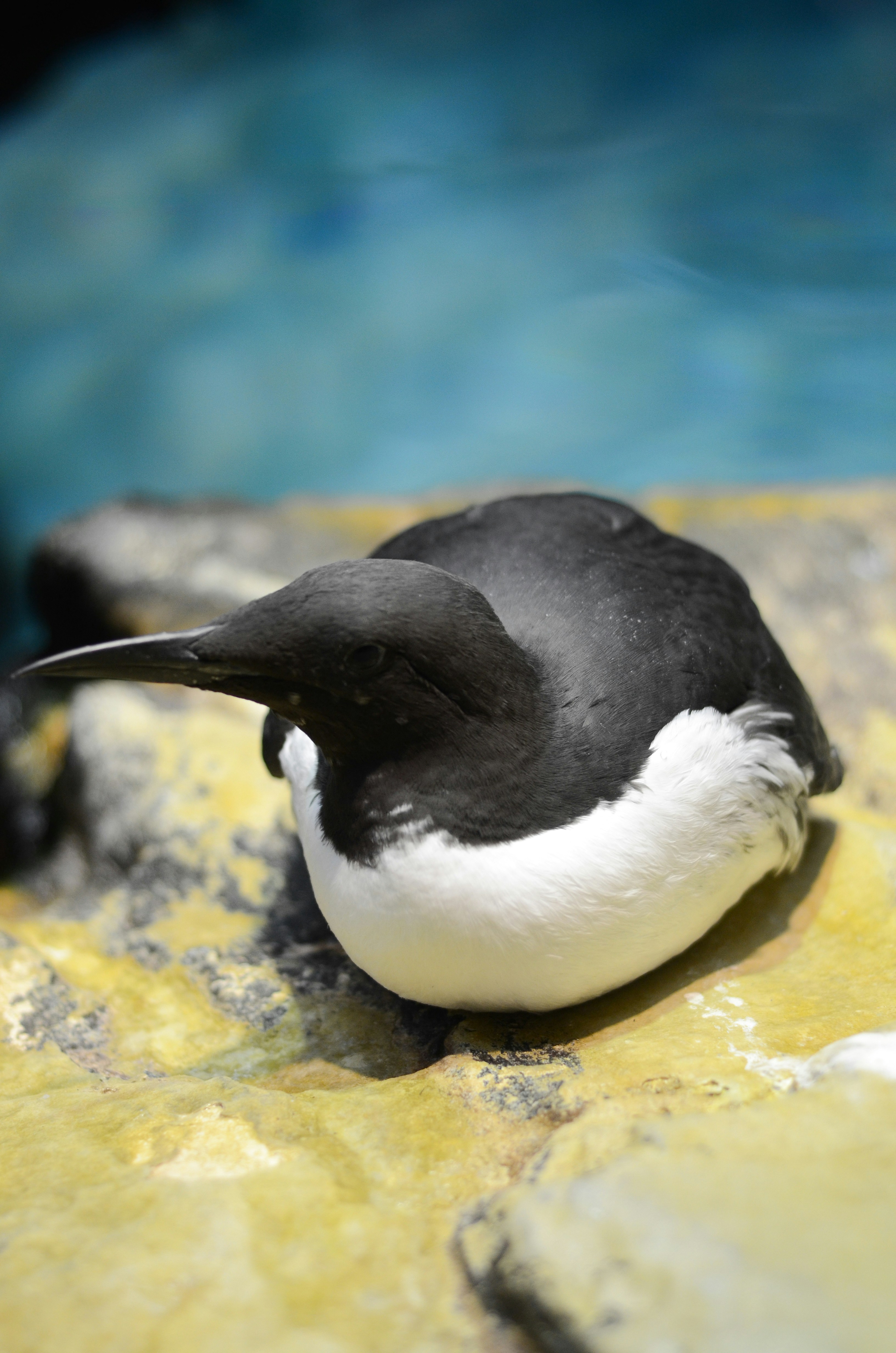 Resting on the Edge: A Penguin's Perspective