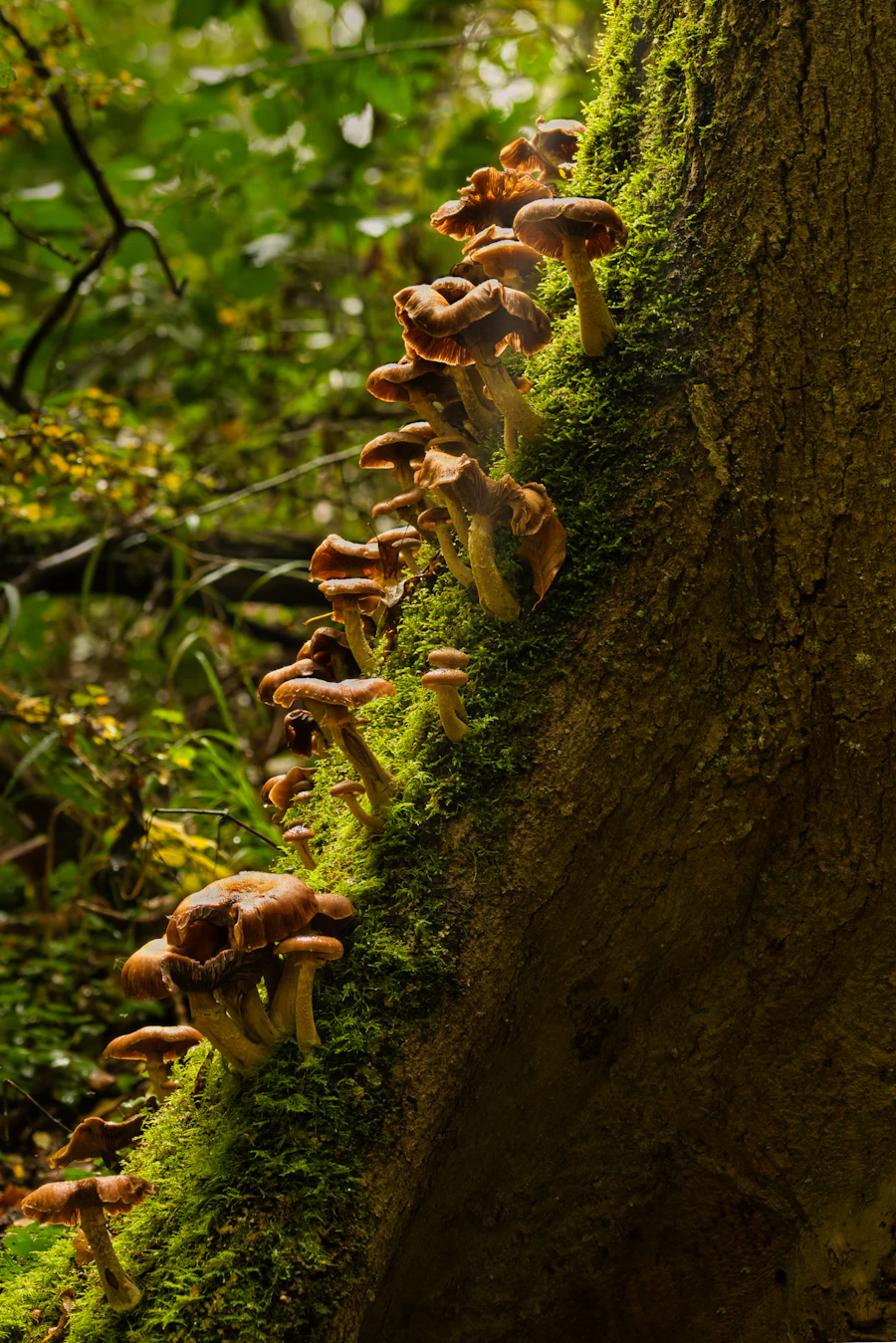 Cluster of brown mushrooms growing along a moss-covered tree trunk in a sunlit forest. Soft green foliage blurs into the background.