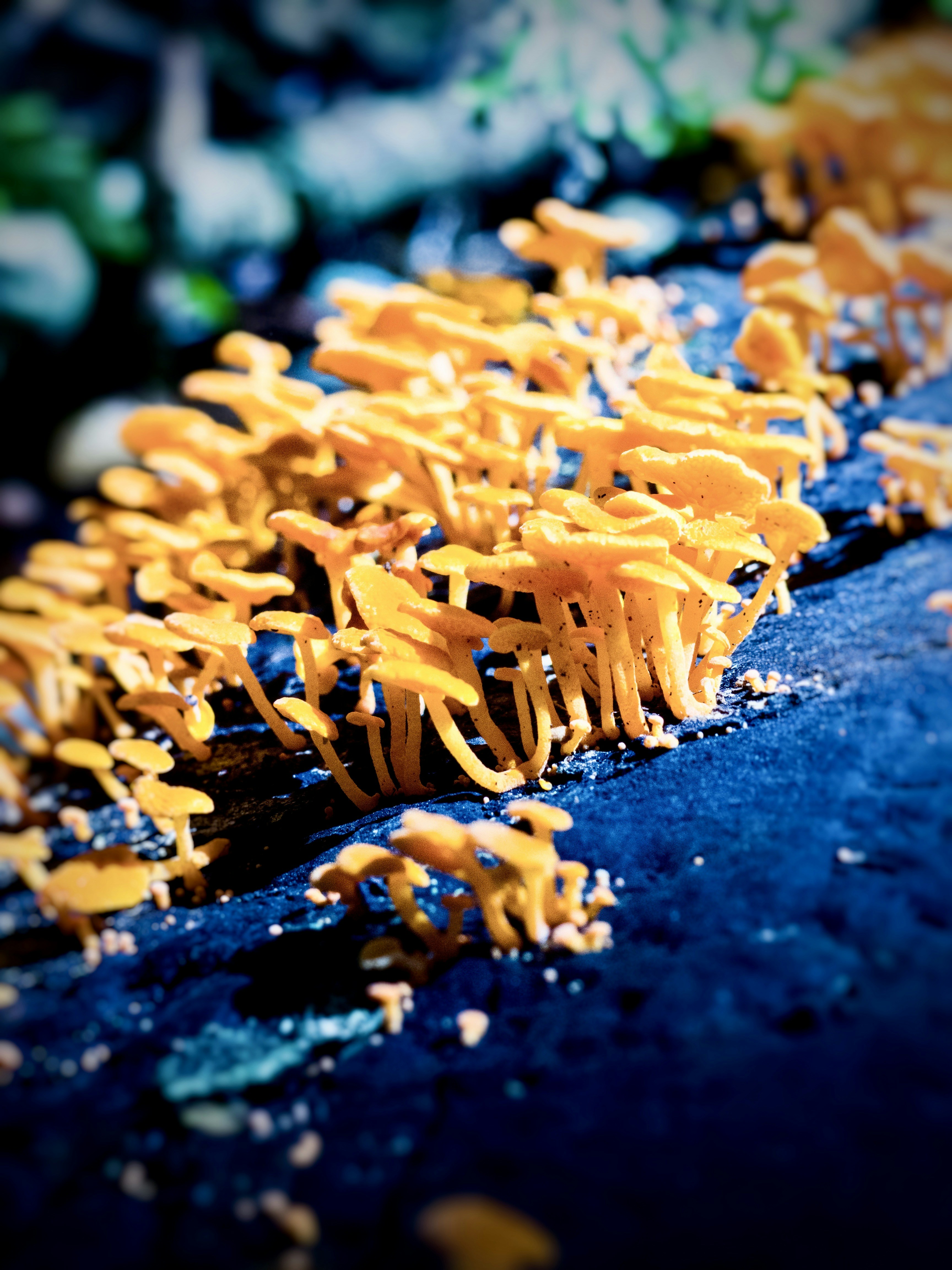 Golden Mycelium Symphony