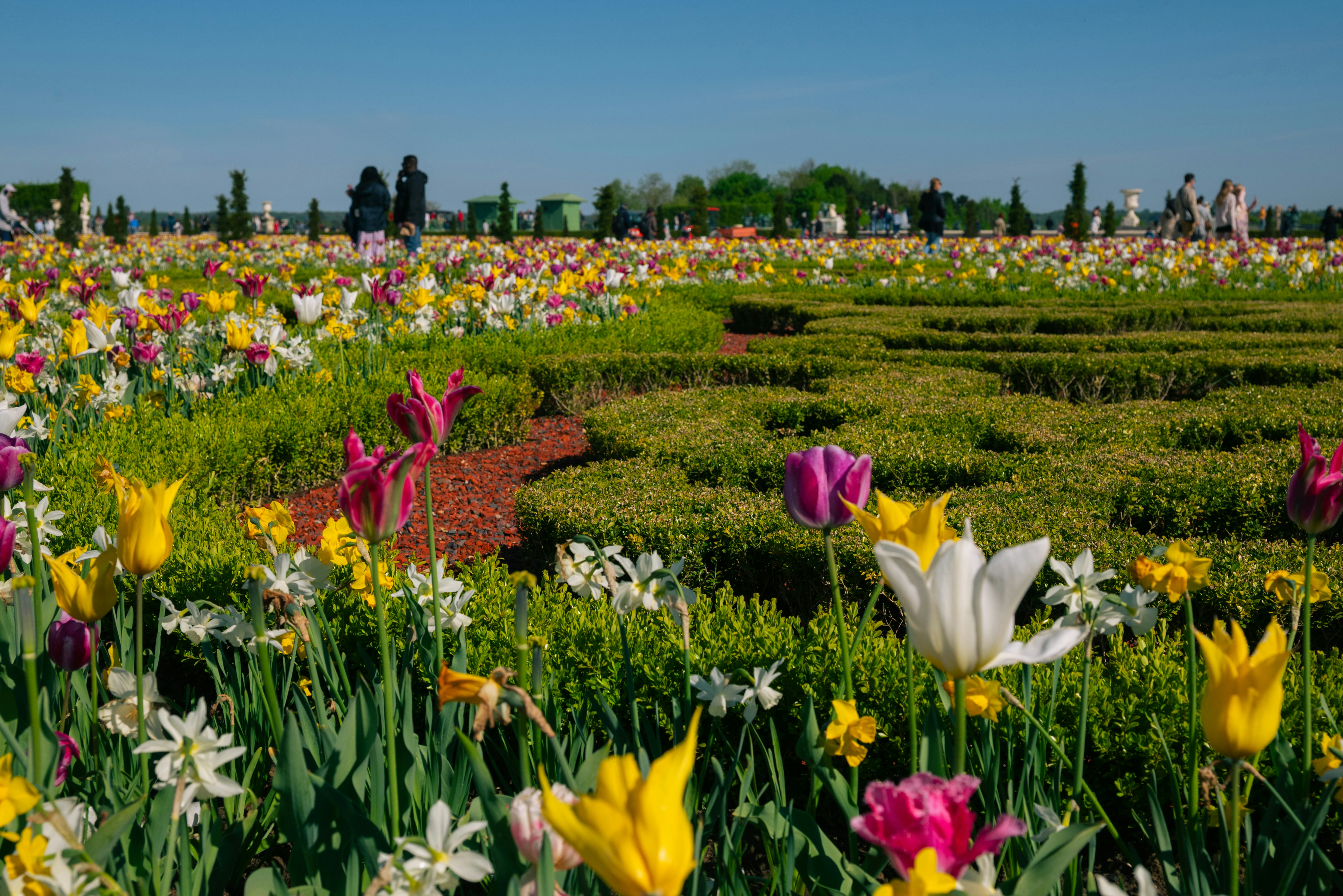 A Tapestry of Color in Blooming Gardens