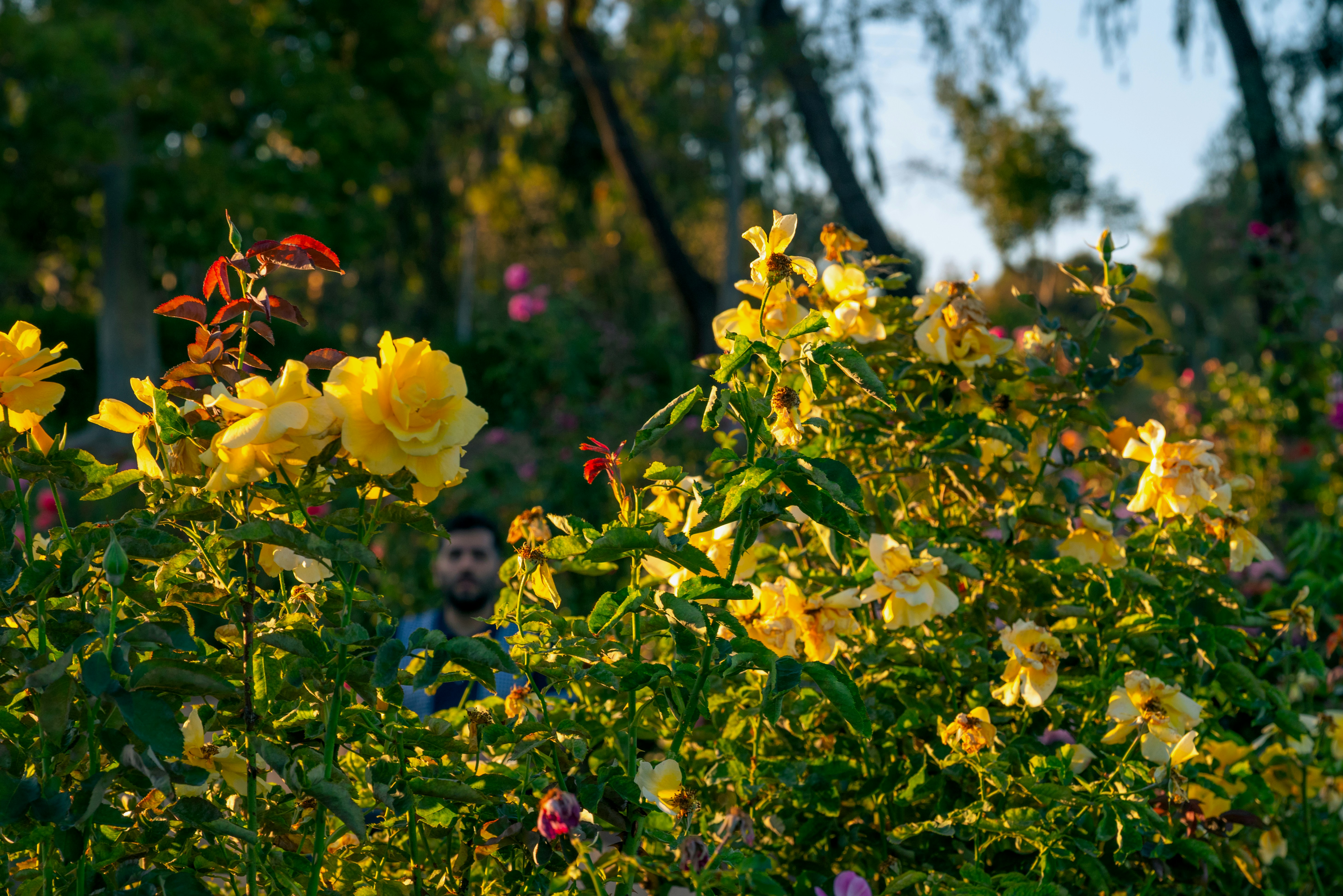 Golden Blooms Amidst Nature's Palette