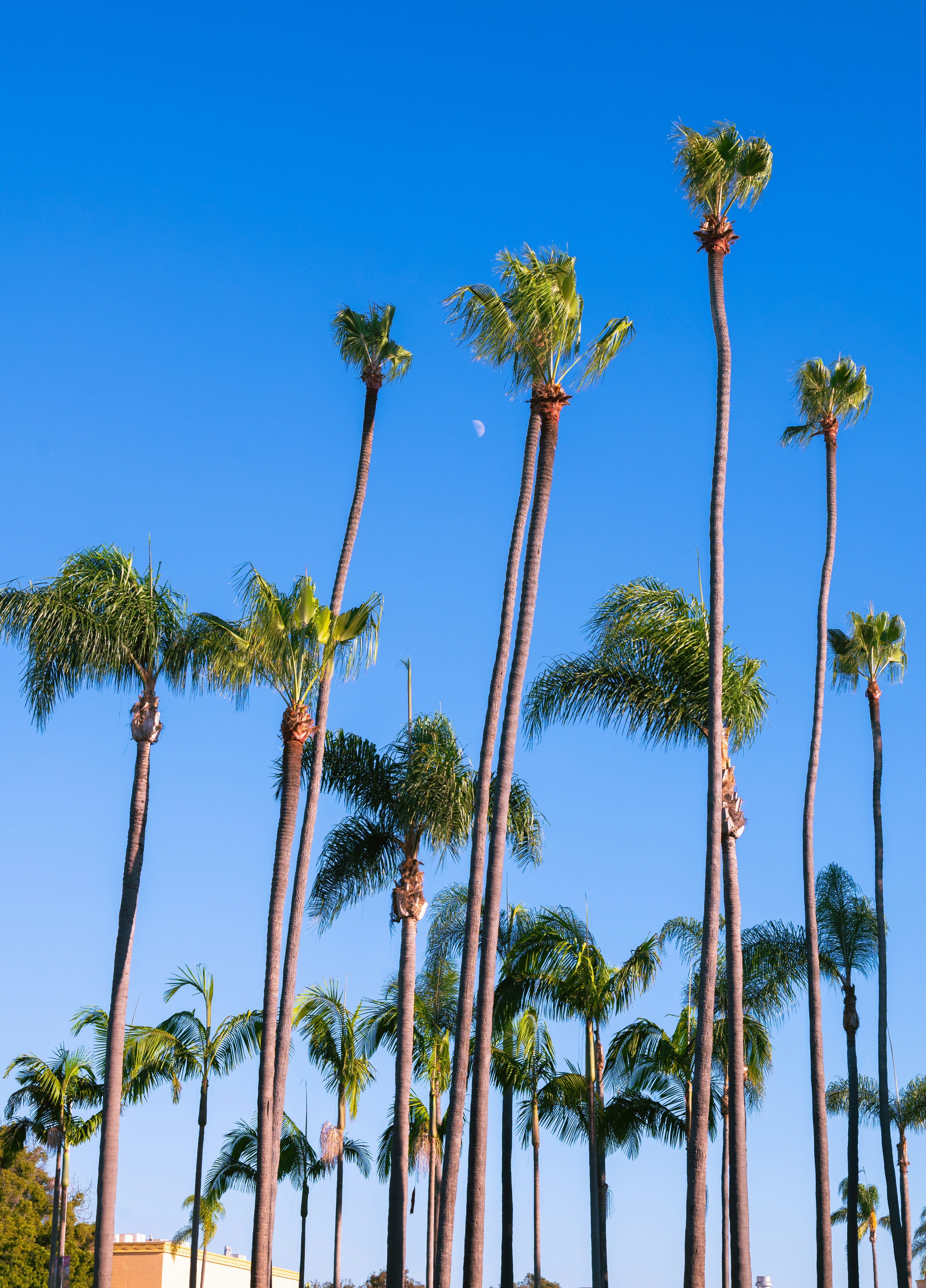 Whispers of the Sky: Palm Trees Against a Clear Blue Canvas