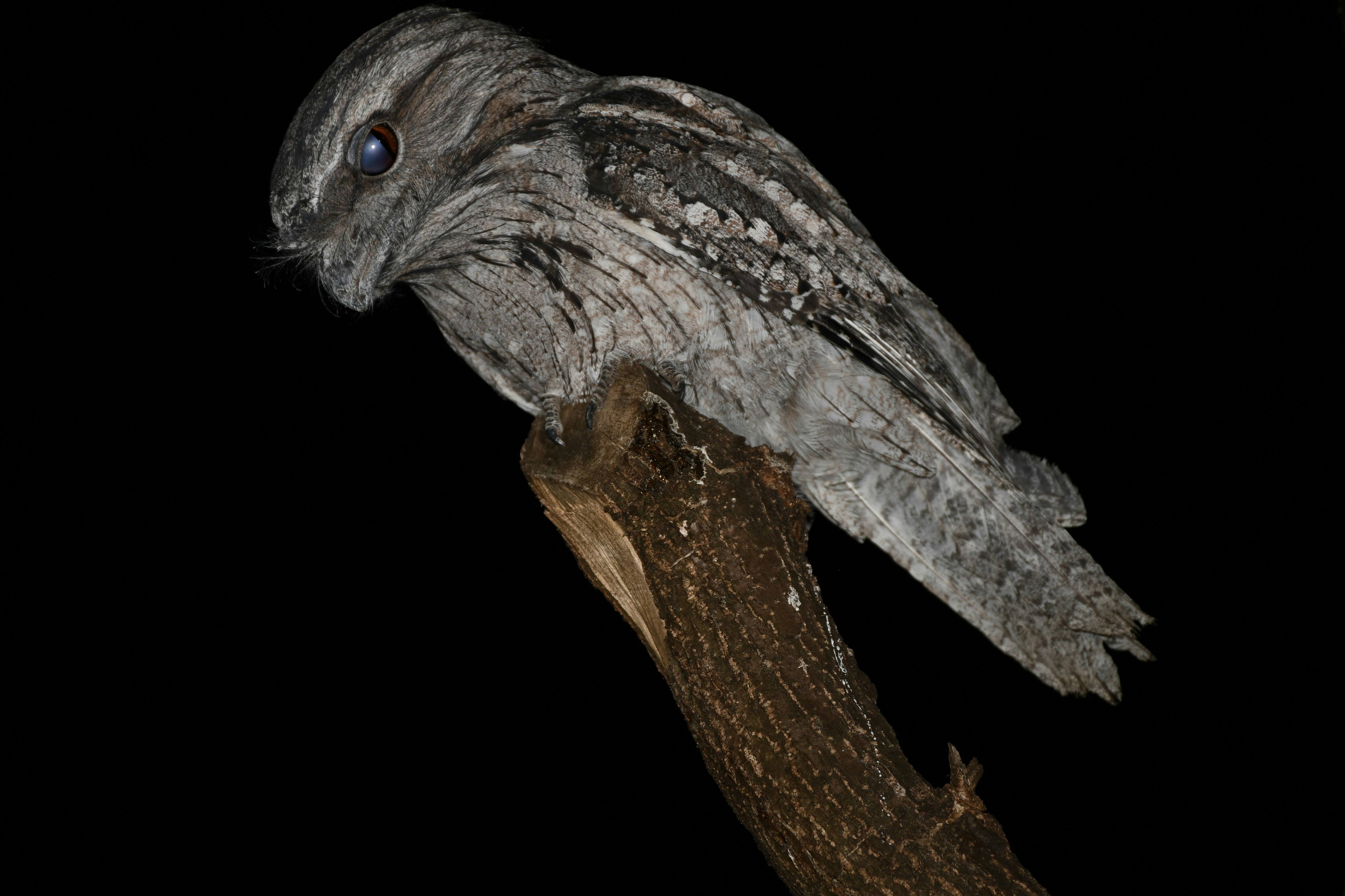 Silent Sentinel of the Night