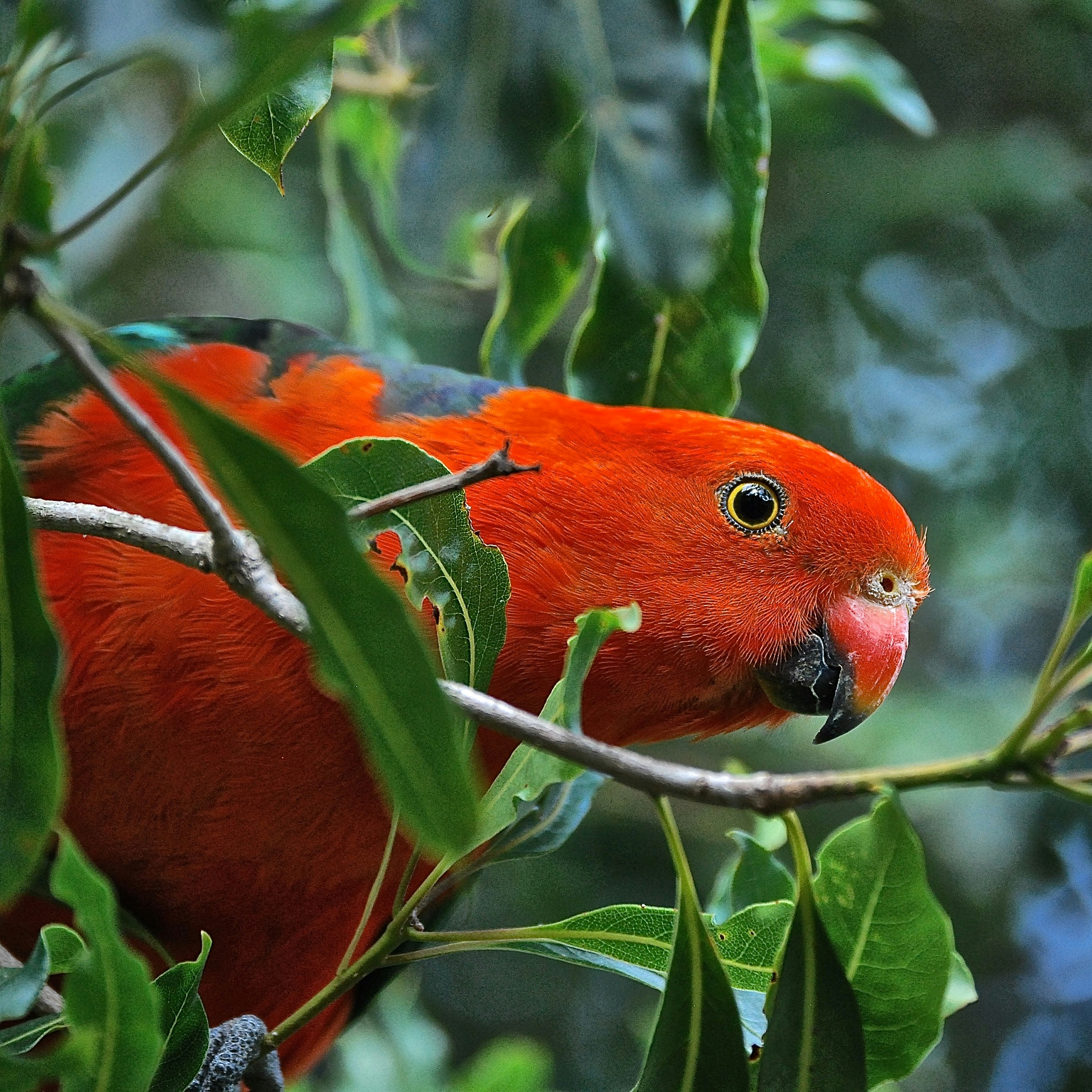 Emerald-Crowned Parrot Amidst Lush Greenery