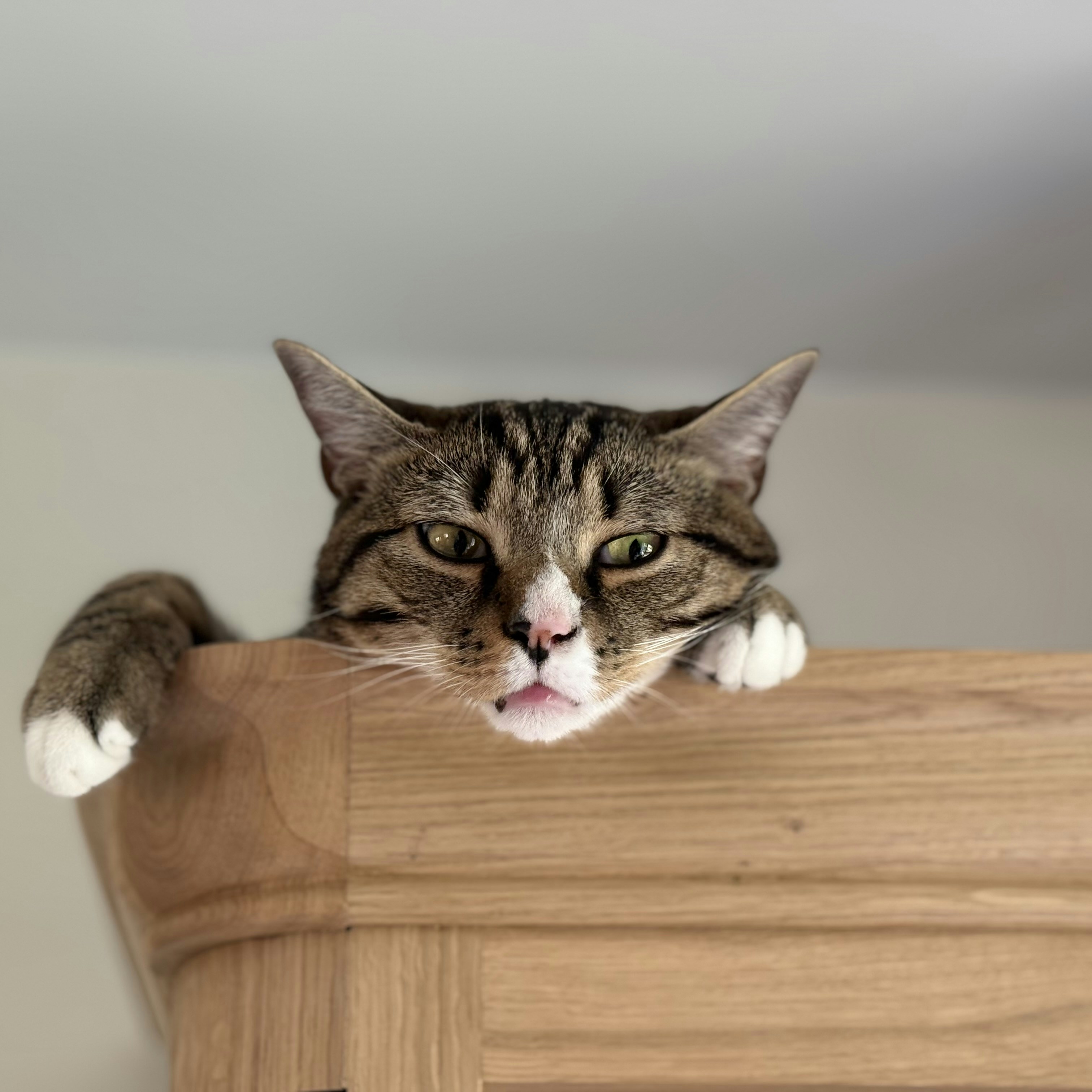 Tabby cat lounging on a wooden ledge, gazing curiously at its surroundings.