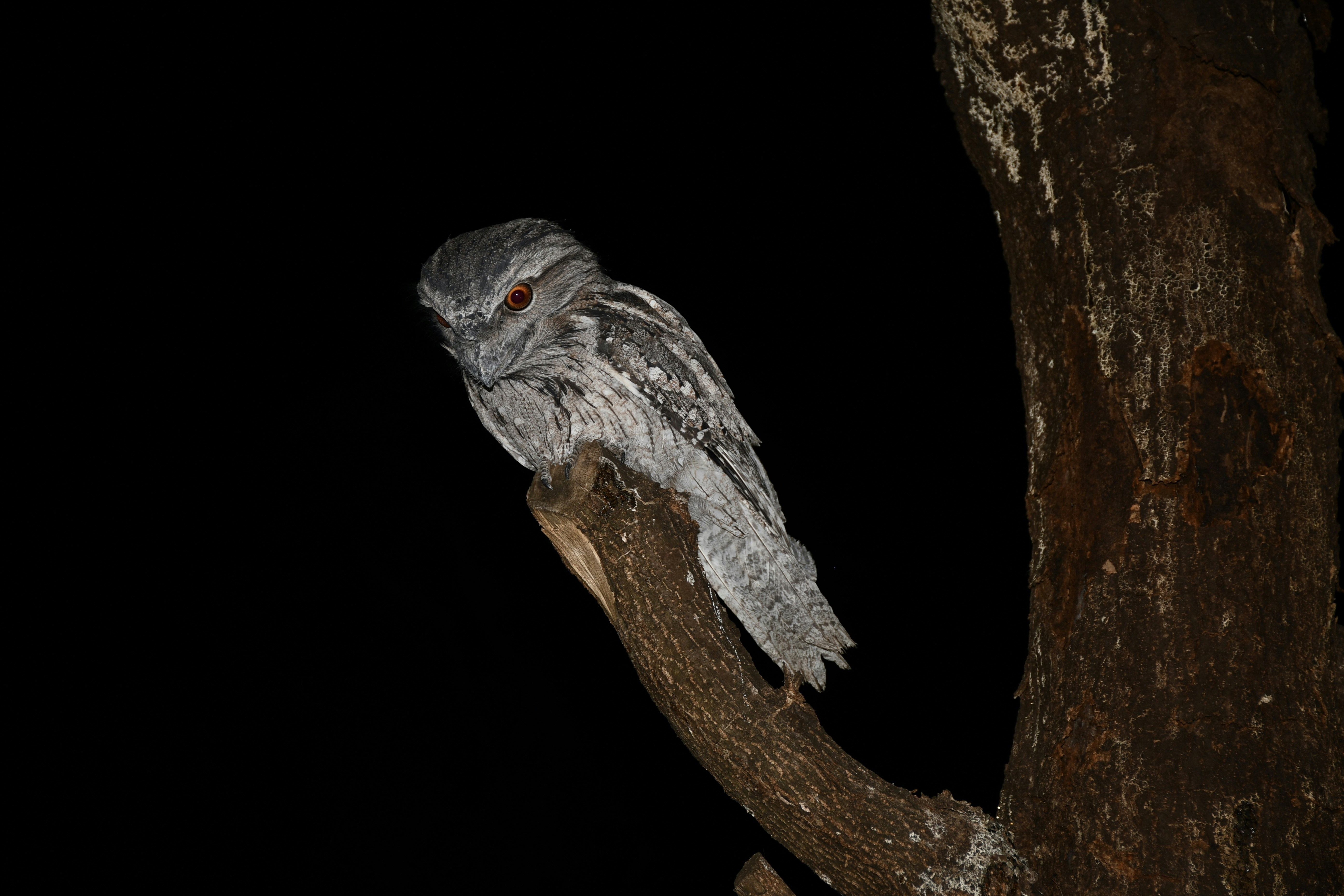 The Silent Sentinel of the Night