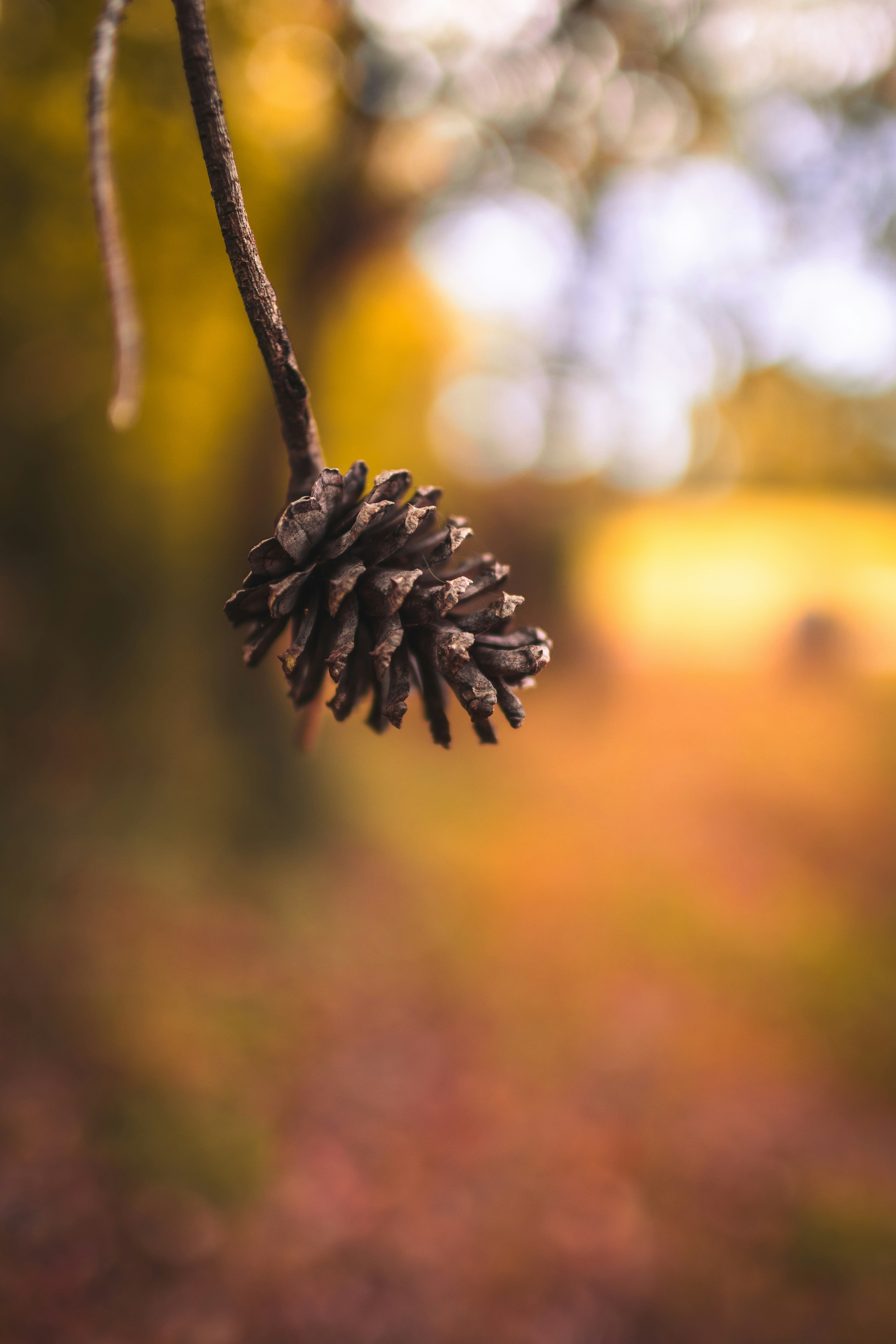 Whispers of Autumn: The Pine Cone's Tale
