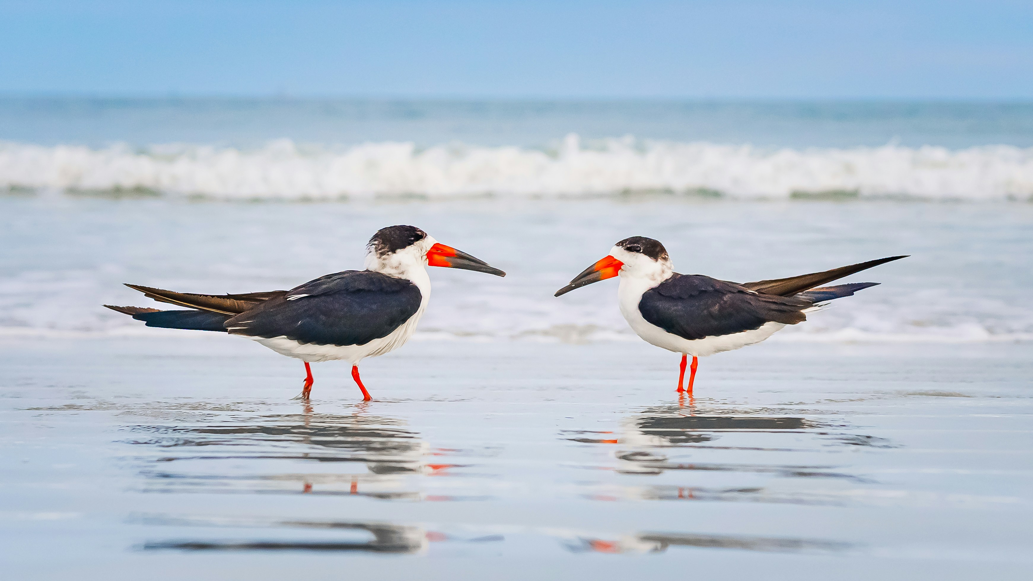 Duo of Coastal Elegance