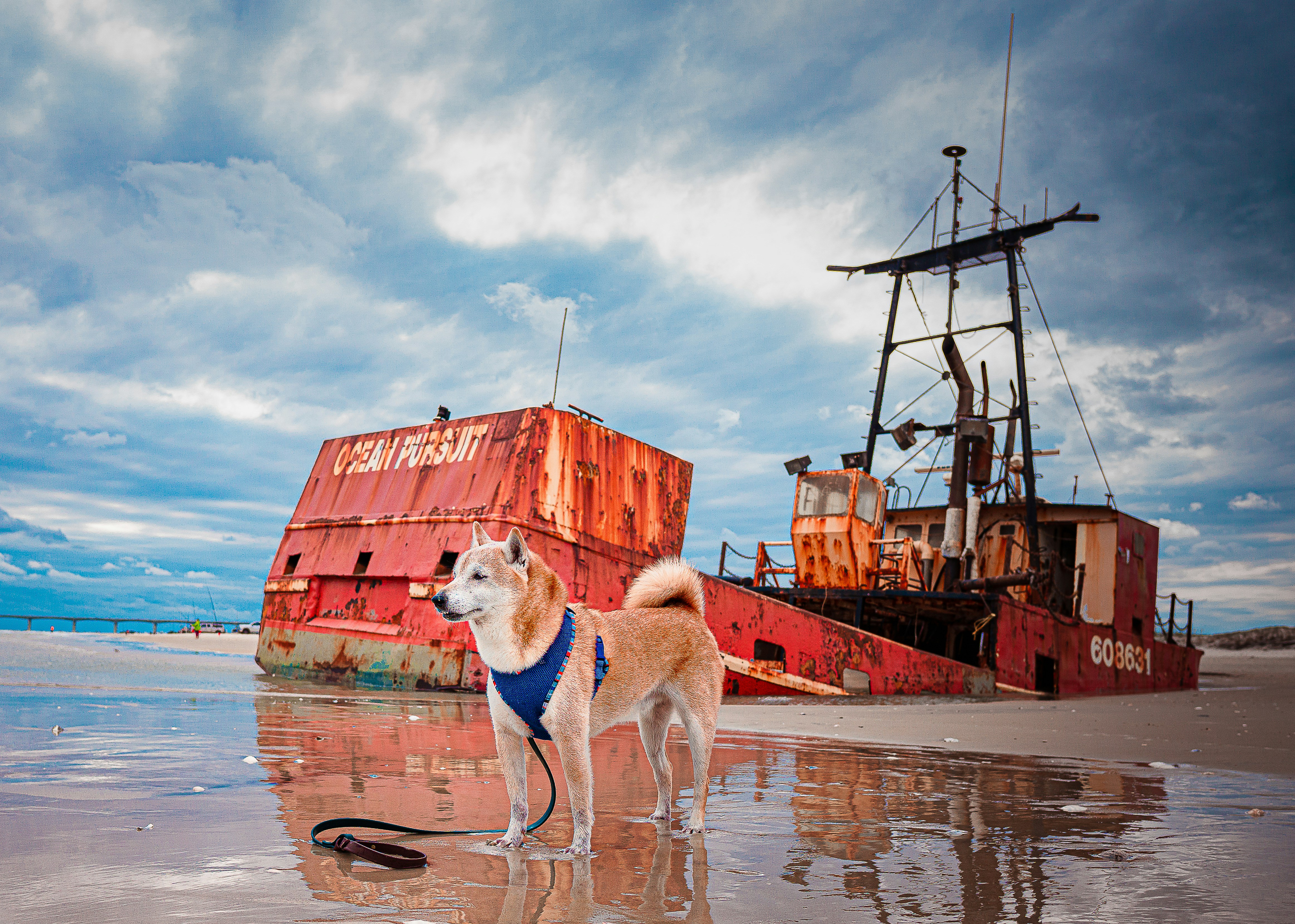 Blue Bandana at the Rusted Hull: A Dog Standing Watch on the Wet Shore