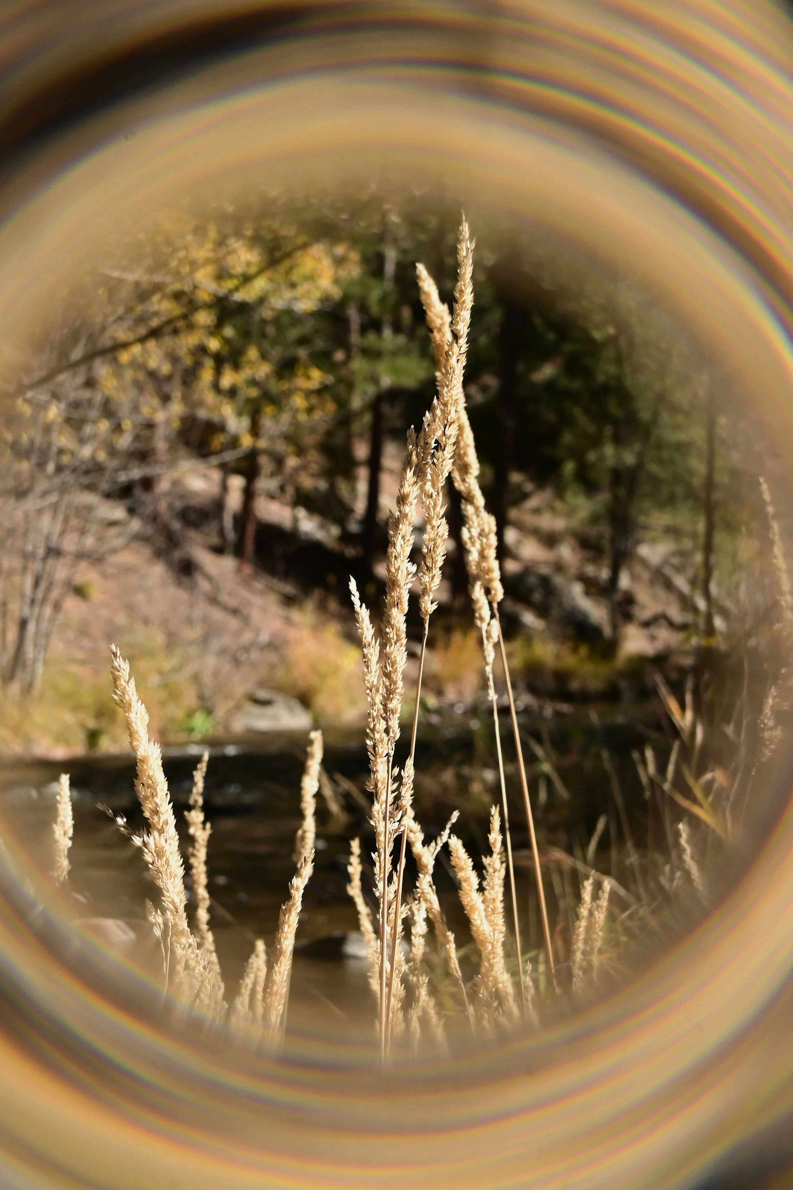 Nature Framed: A Glimpse Through the Lens