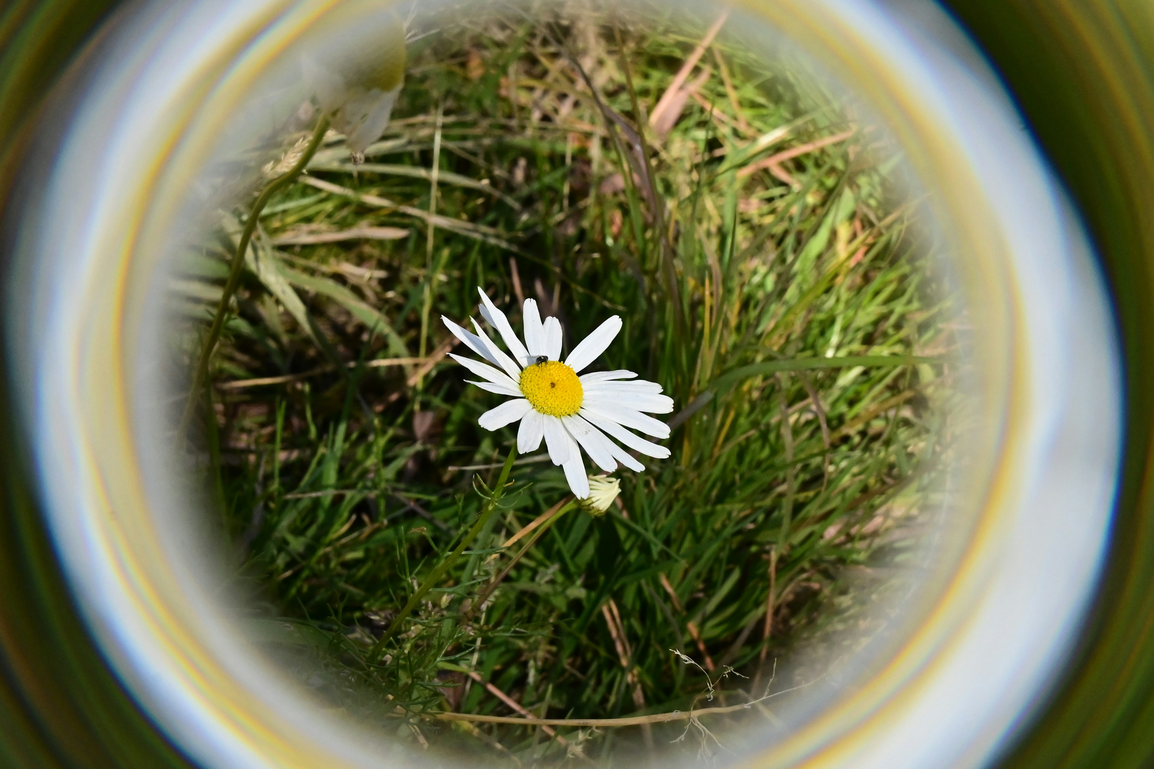 Whimsical Floral Focus