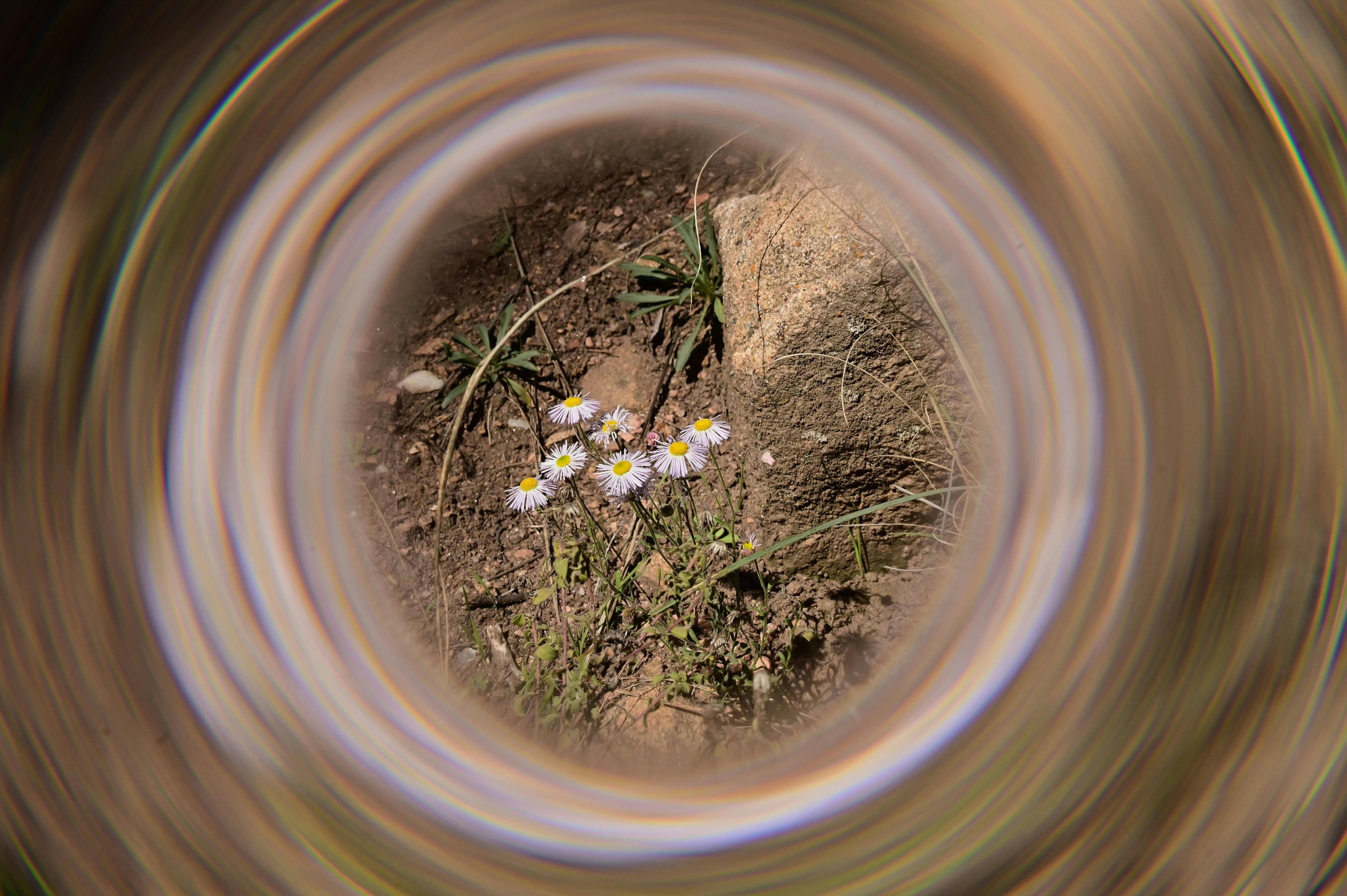 Nature's Whirl: A Floral Perspective