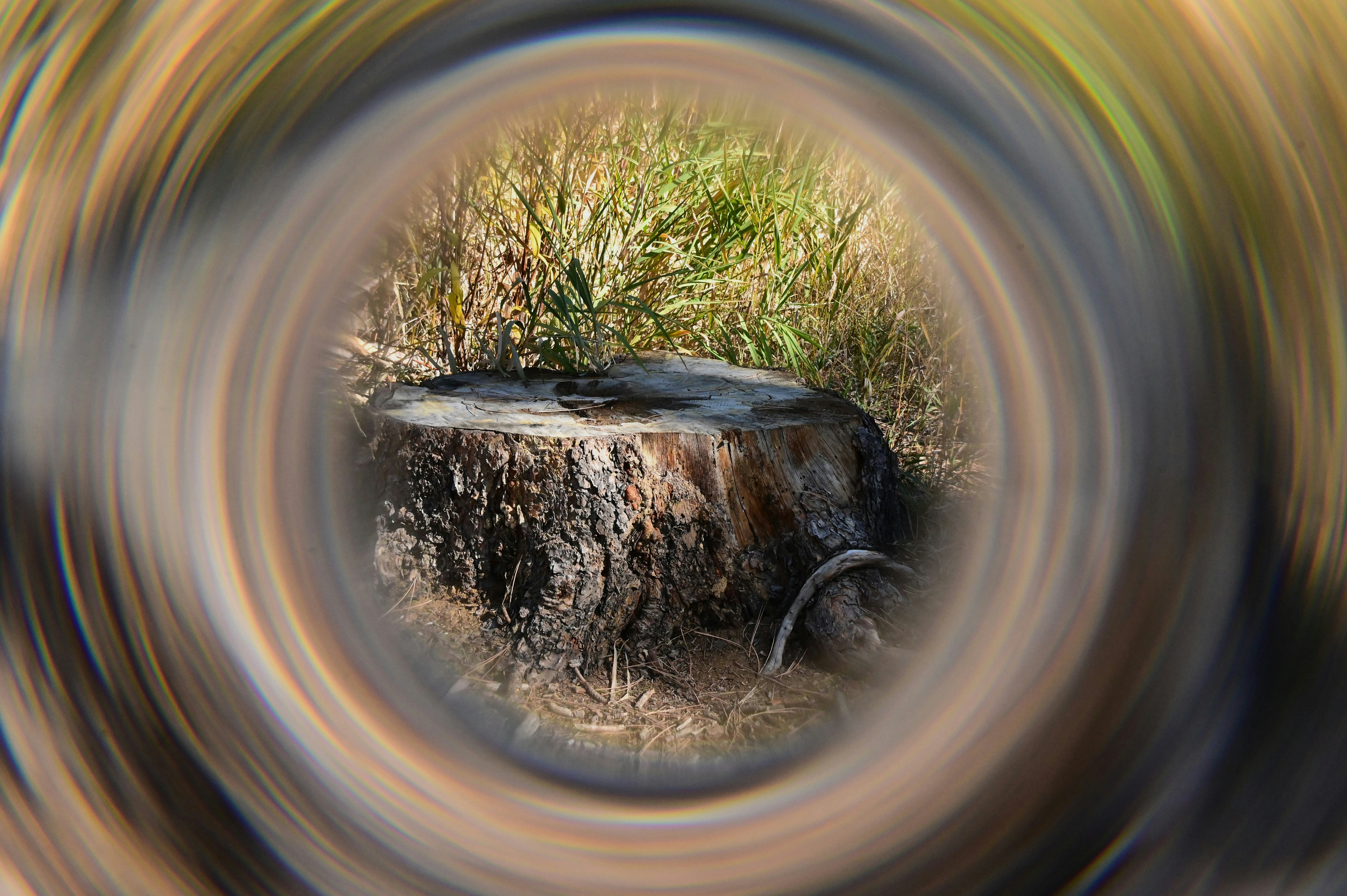 Tree stump seen through a circular blur
