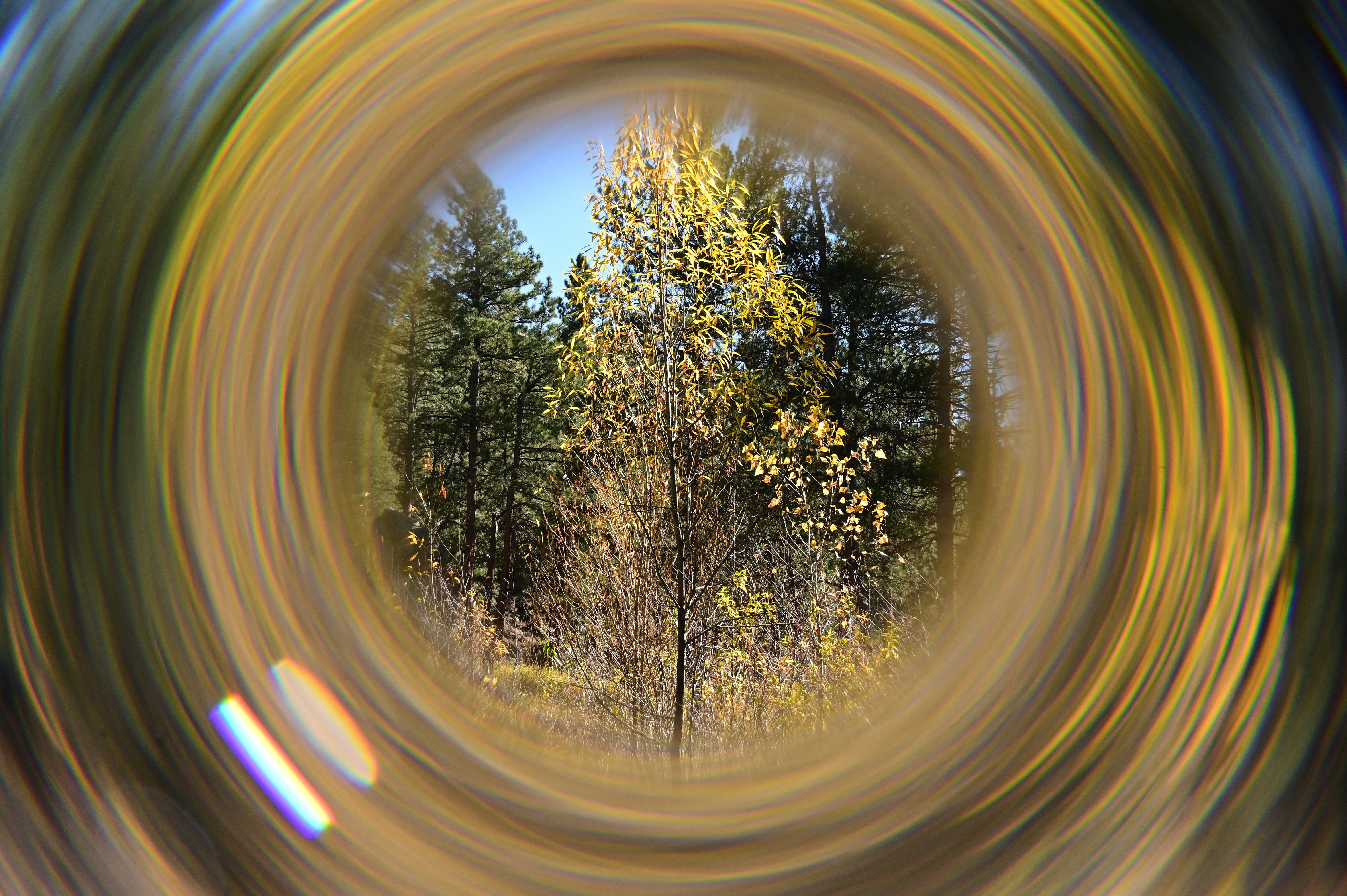Autumn Trees Framed by a Circular Lens Vortex