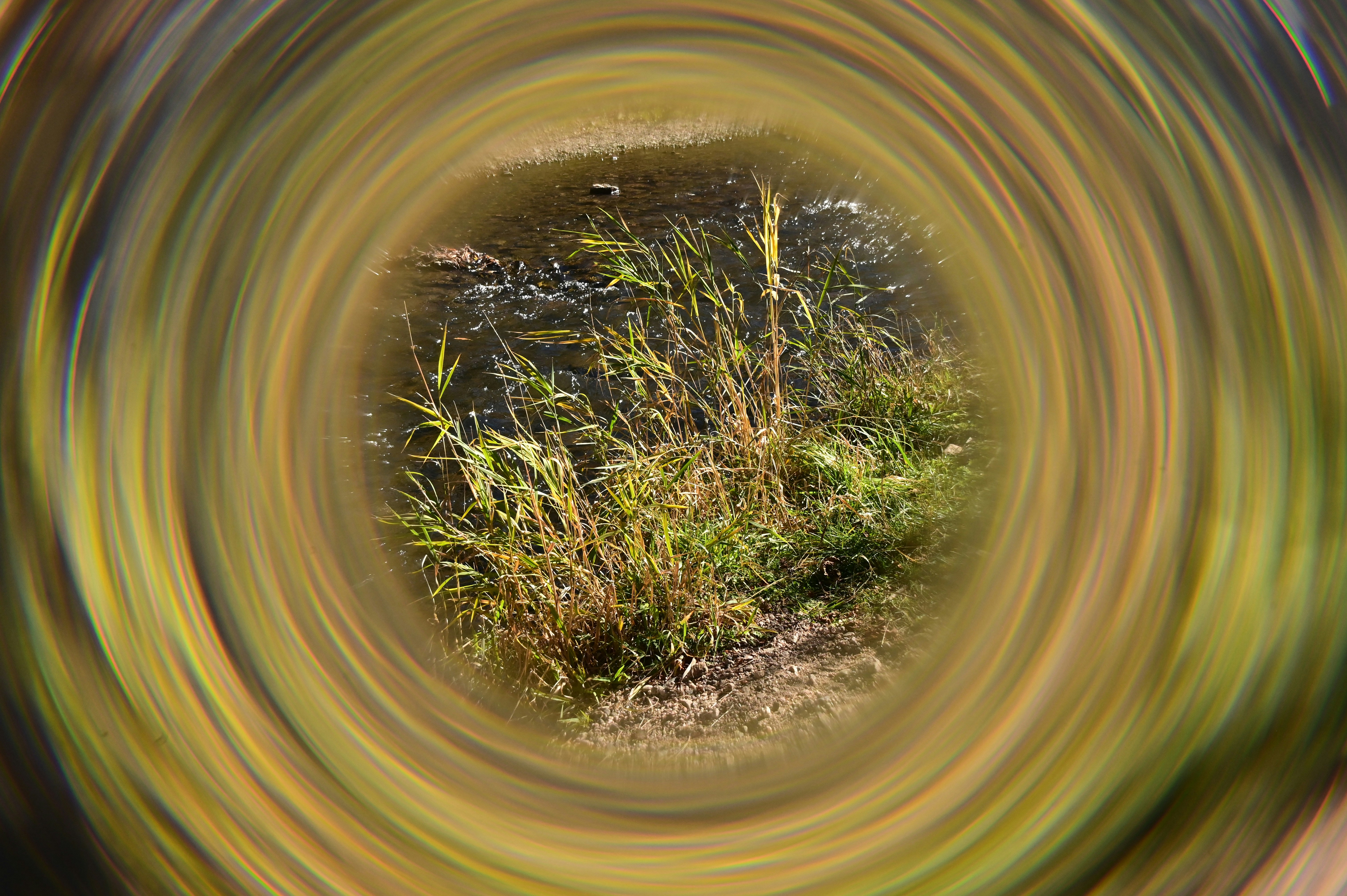 Swirling abstract background with natural elements in center.