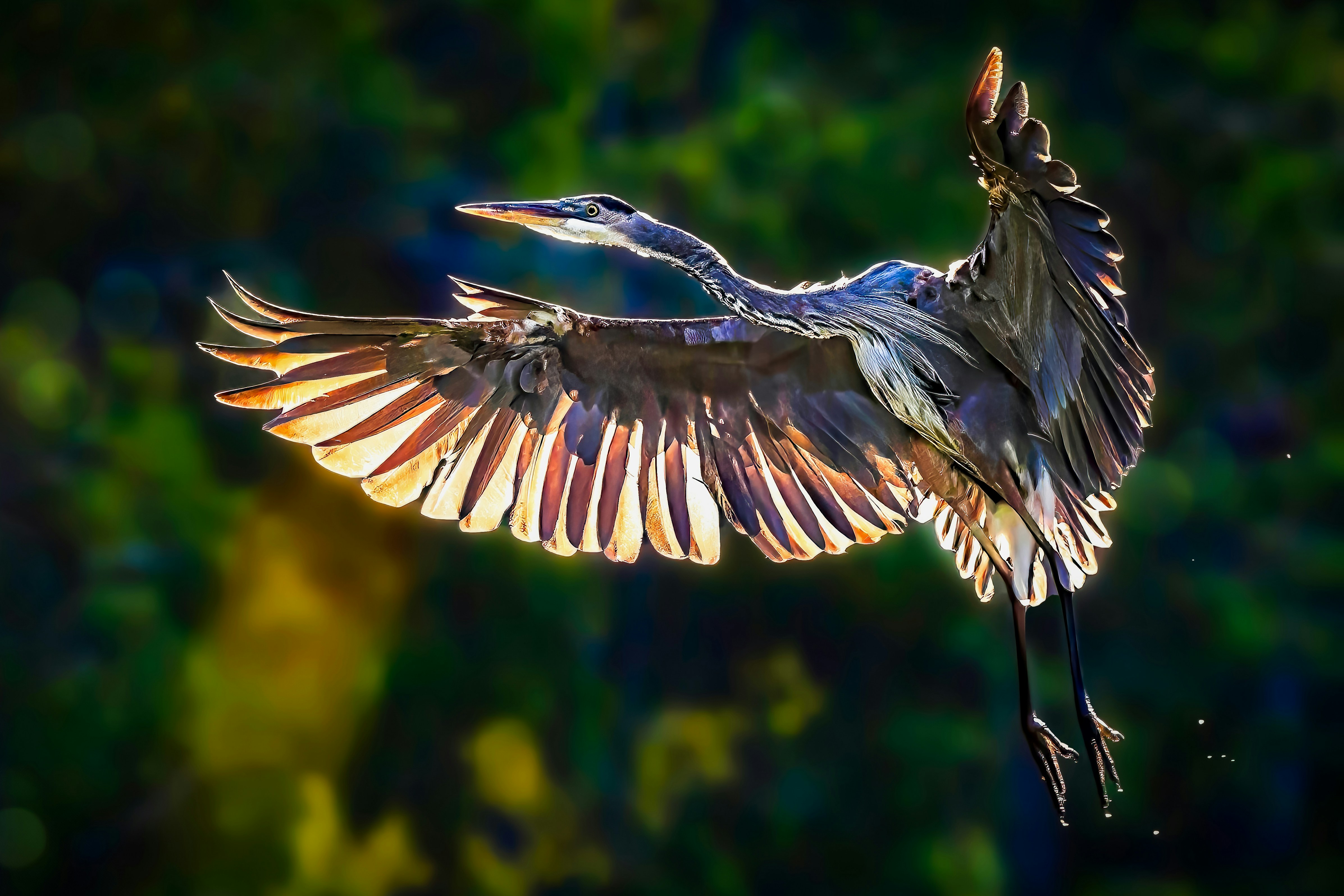 Elegance in Flight: The Heron’s Dance