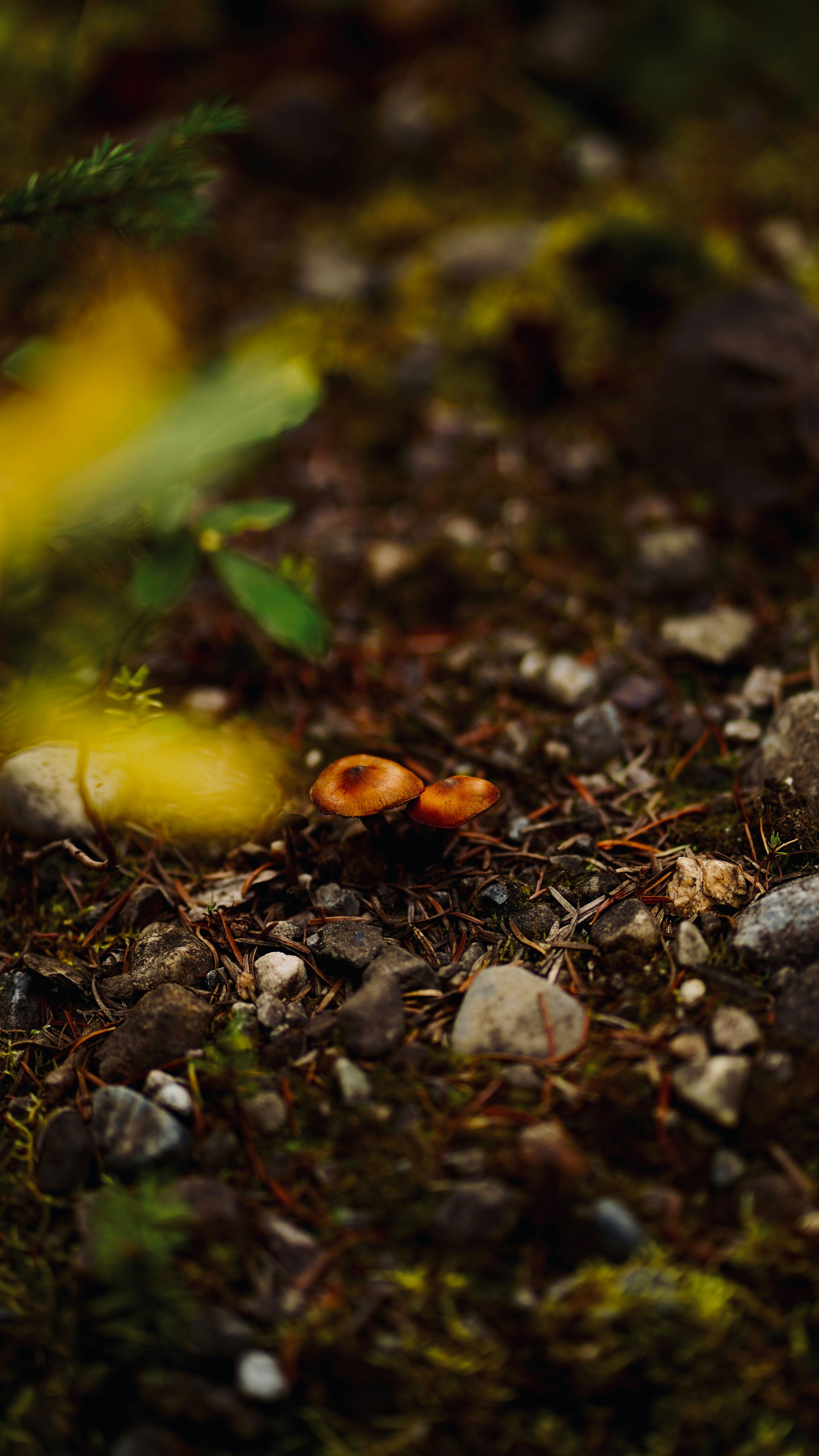 Two small mushrooms emerging from a bed of stones and pine needles, surrounded by soft greenery and earthy textures.