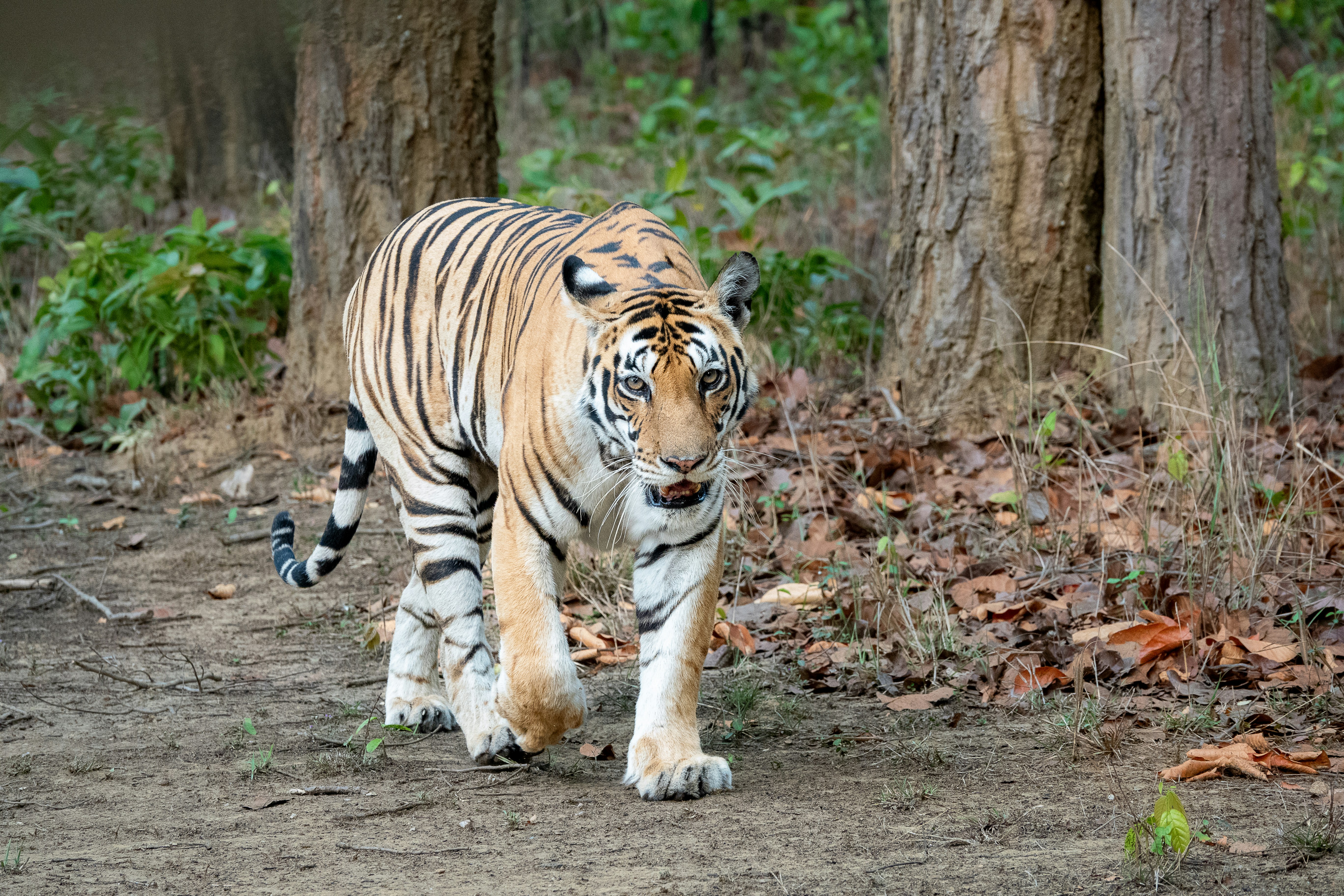 MV3 takes an early morning stroll | A tiger walks on a dirt path in a forest.