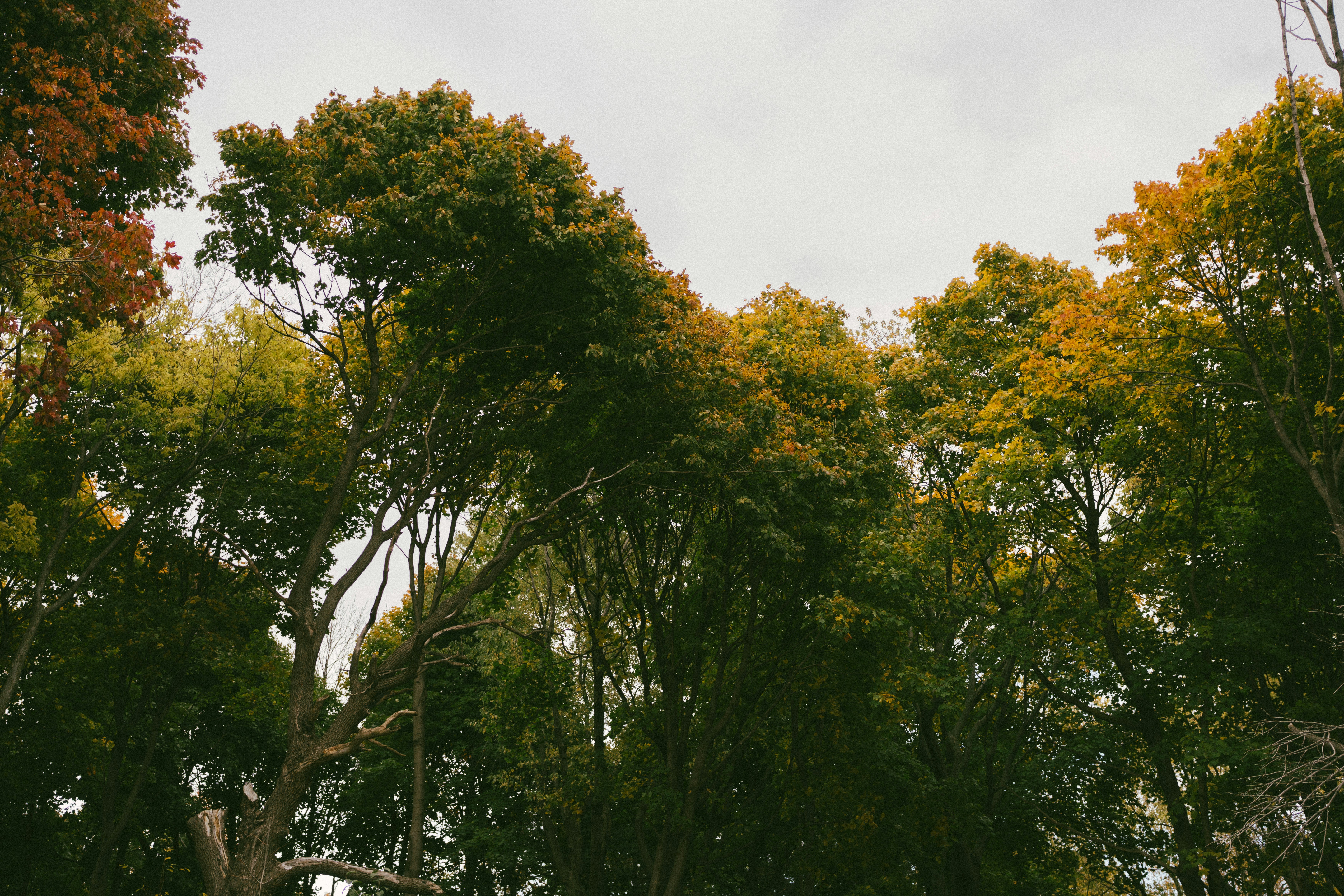Trees with green and orange leaves against sky