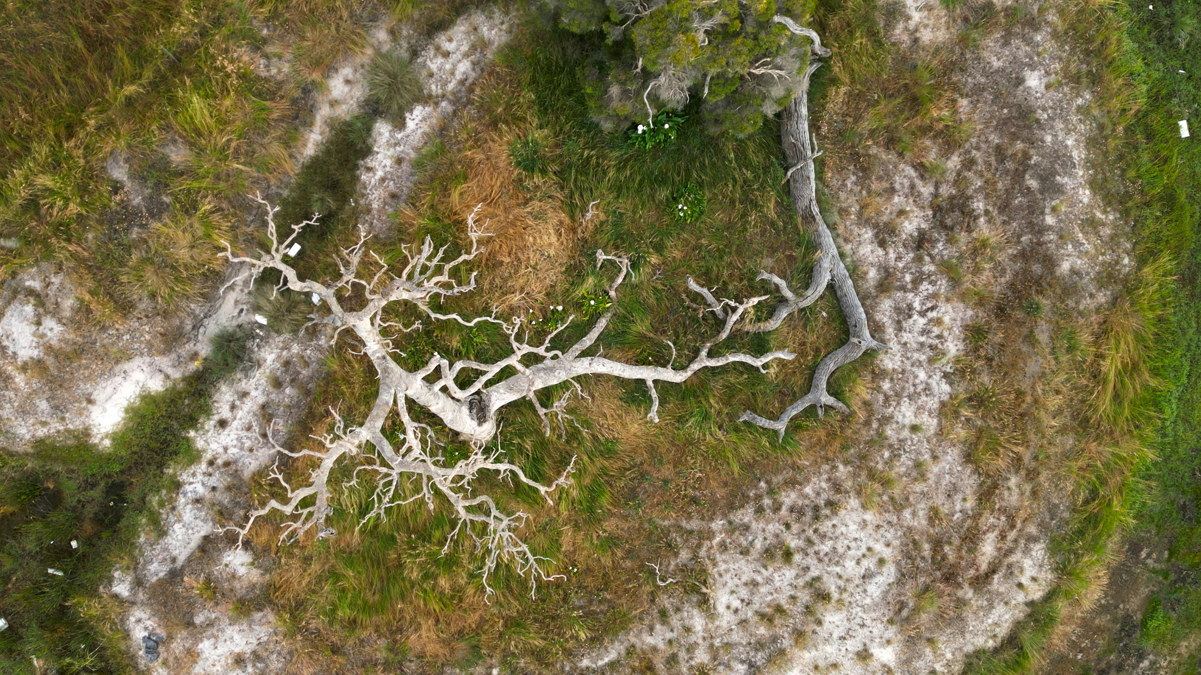 A gnarled, leafless tree sprawls across a patch of earthy grass, showcasing its intricate branches against a backdrop of natural textures.