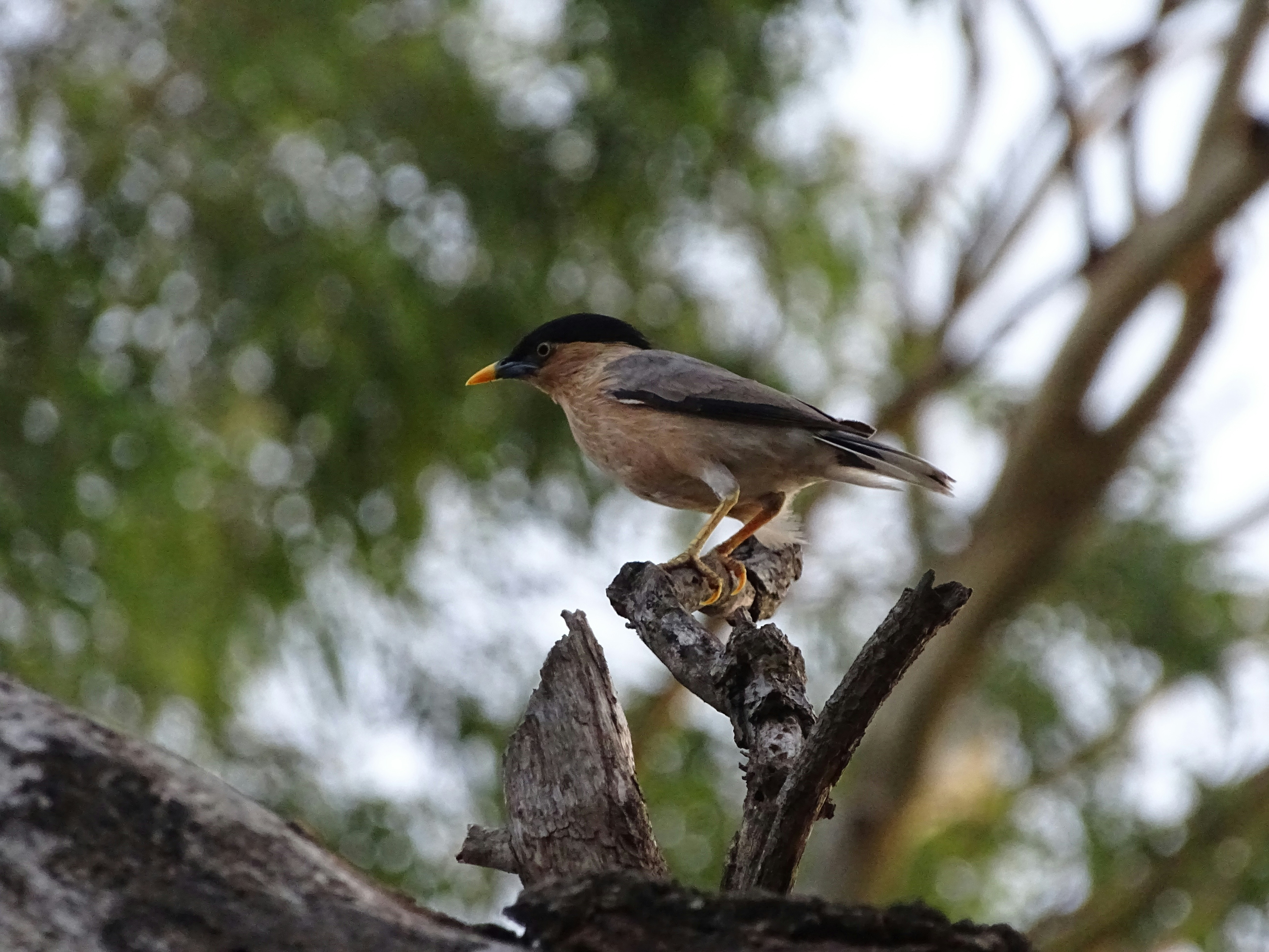 Brahminy starling. | A bird with a black head perched on a branch.