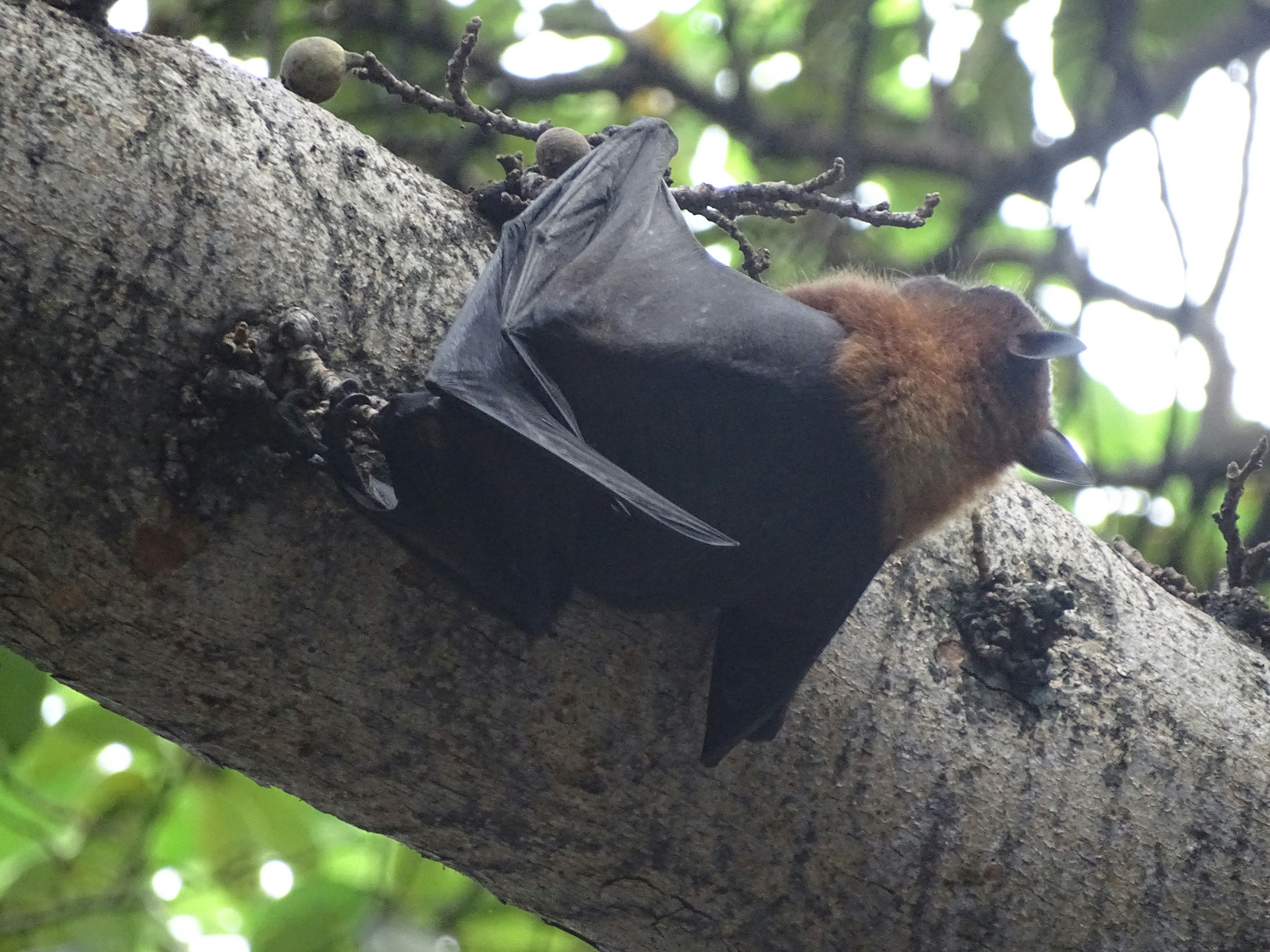 Branch-side Pause: A brown bat suspended in sunlit foliage