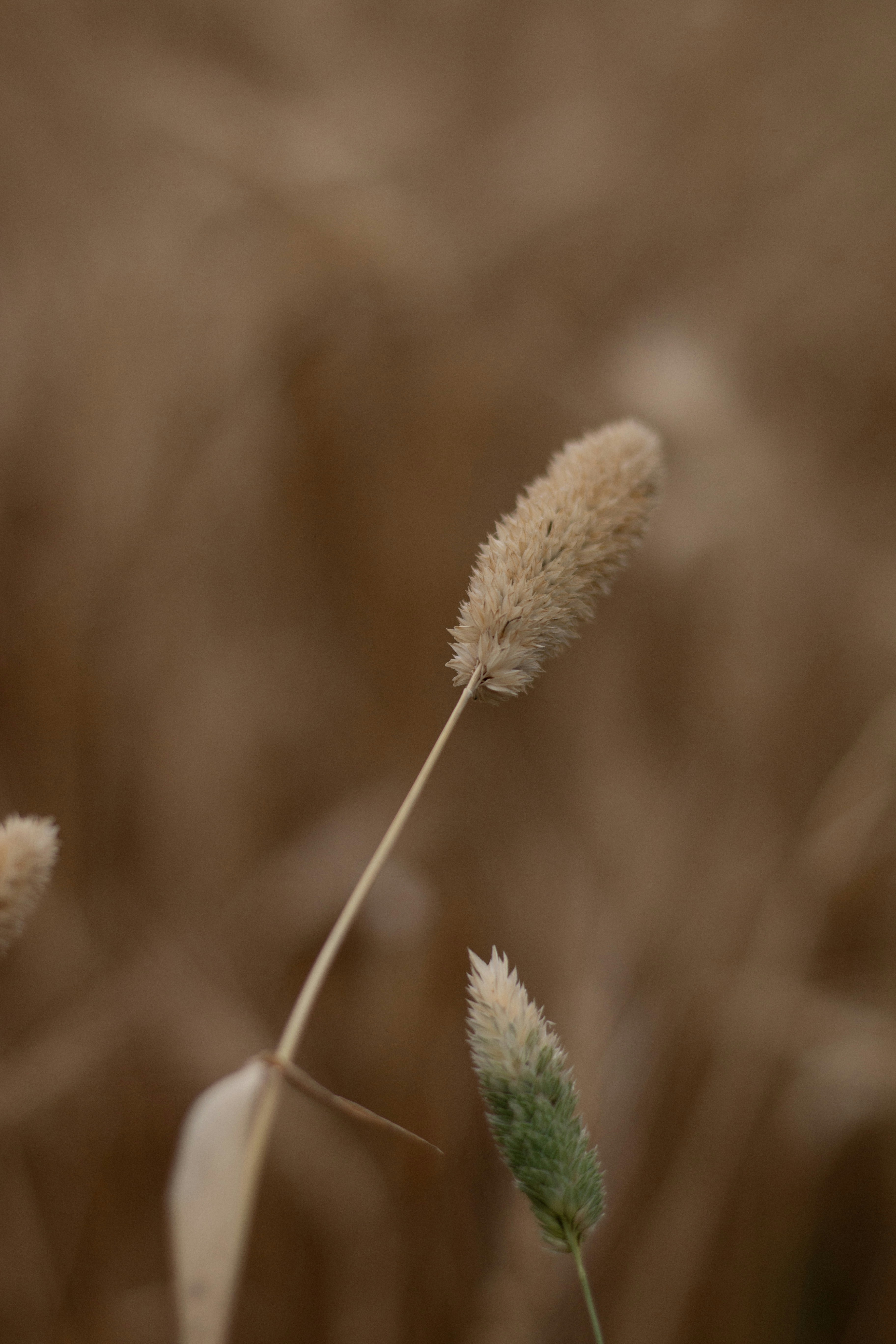 Where time slows down | Two dried grass stalks with soft focus background