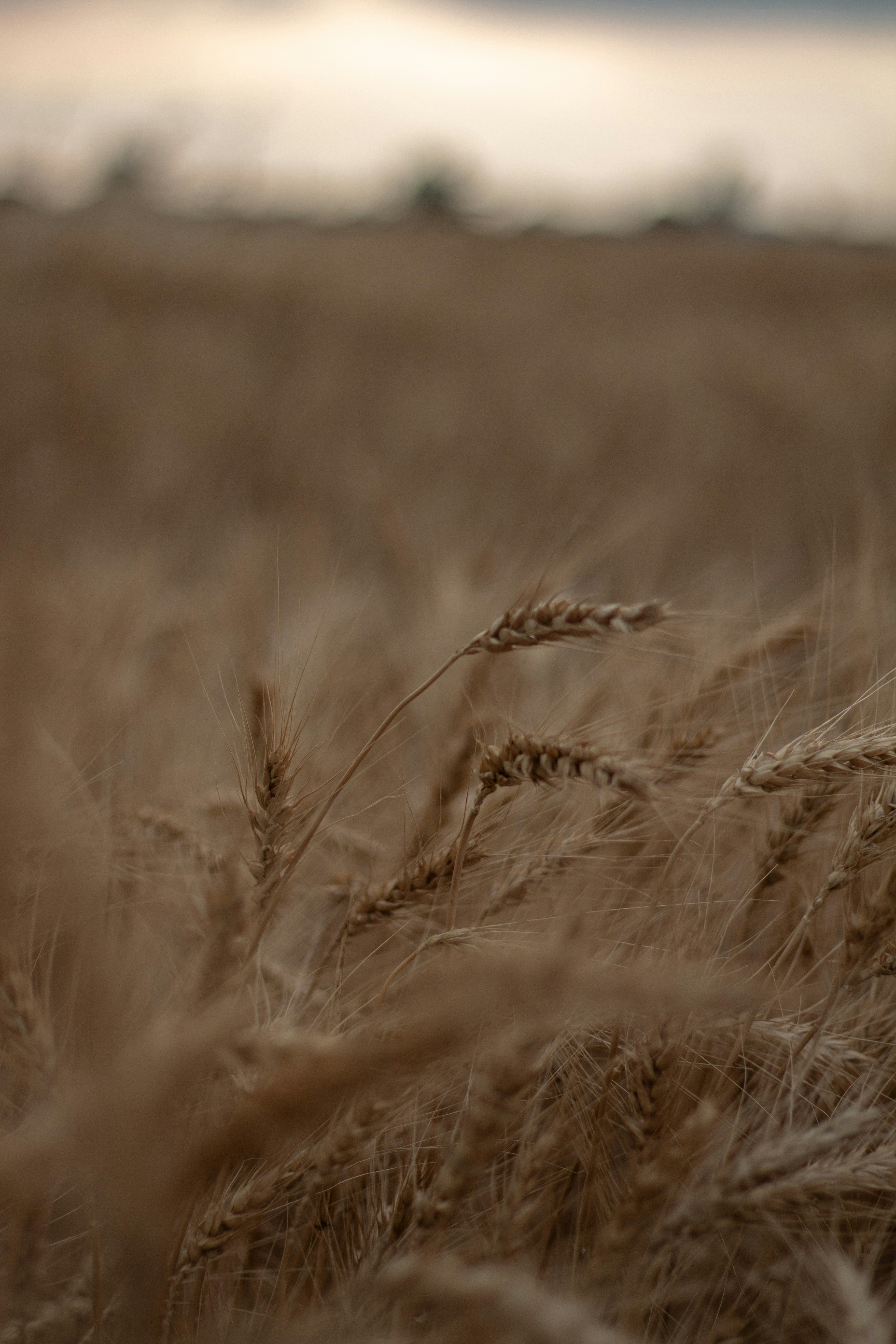 Golden wheat swaying gently in the breeze under a soft, muted sky. The focus highlights the intricate details of the grain stalks.