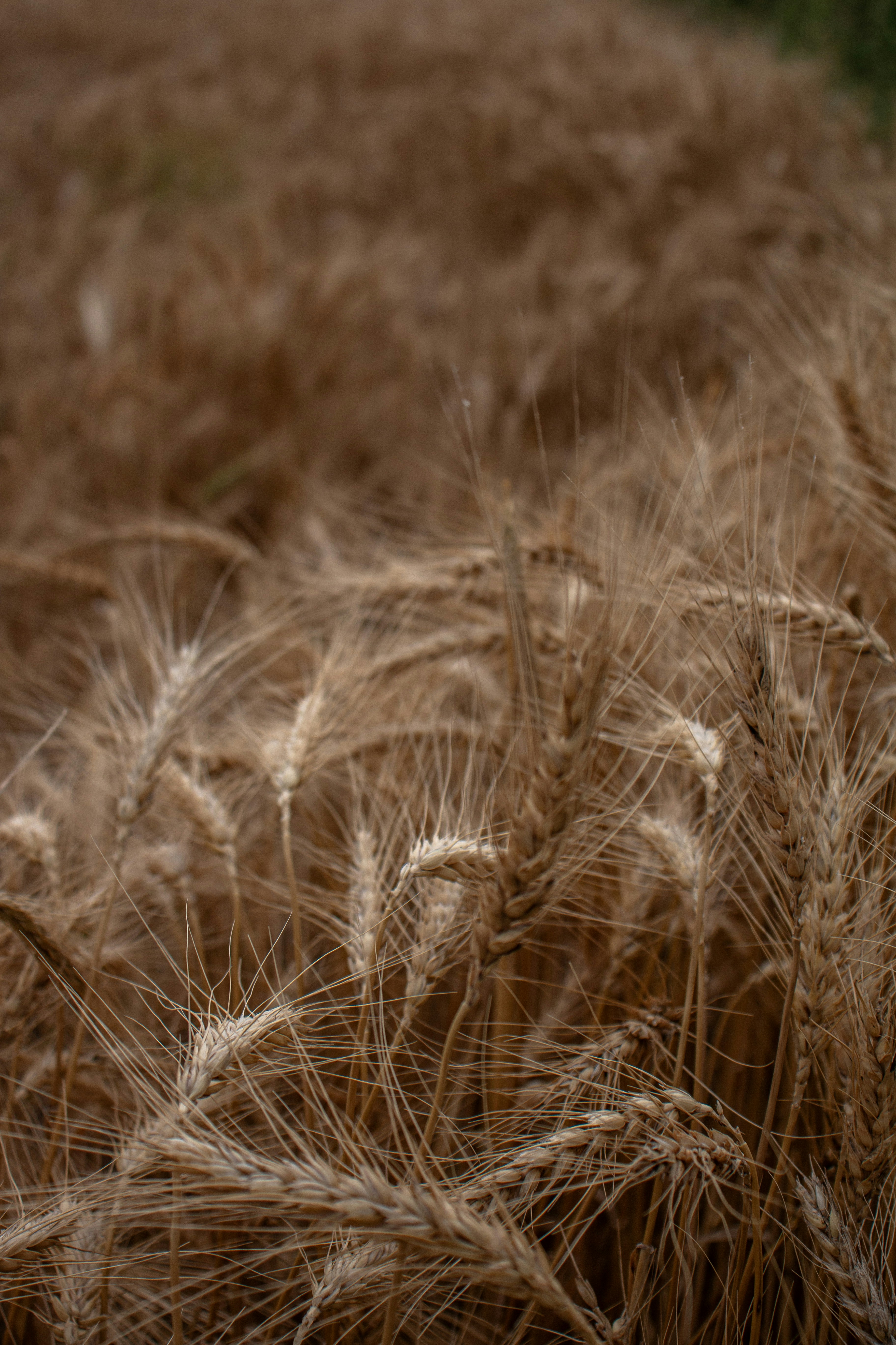 Close-up of golden wheat stalks swaying gently in the breeze, highlighting the texture and movement of the crop.