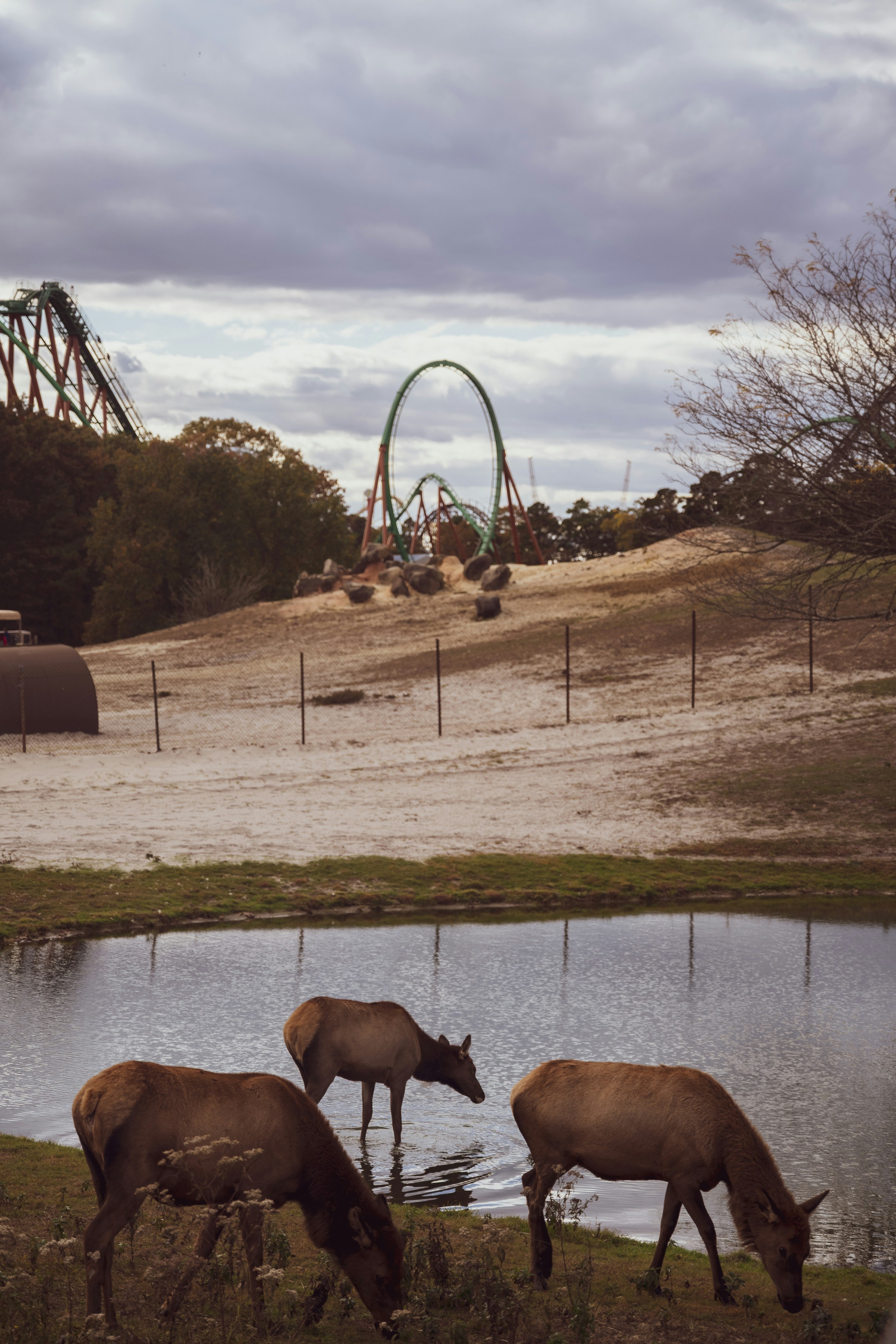 Nature Meets Thrill: A Day at the Park