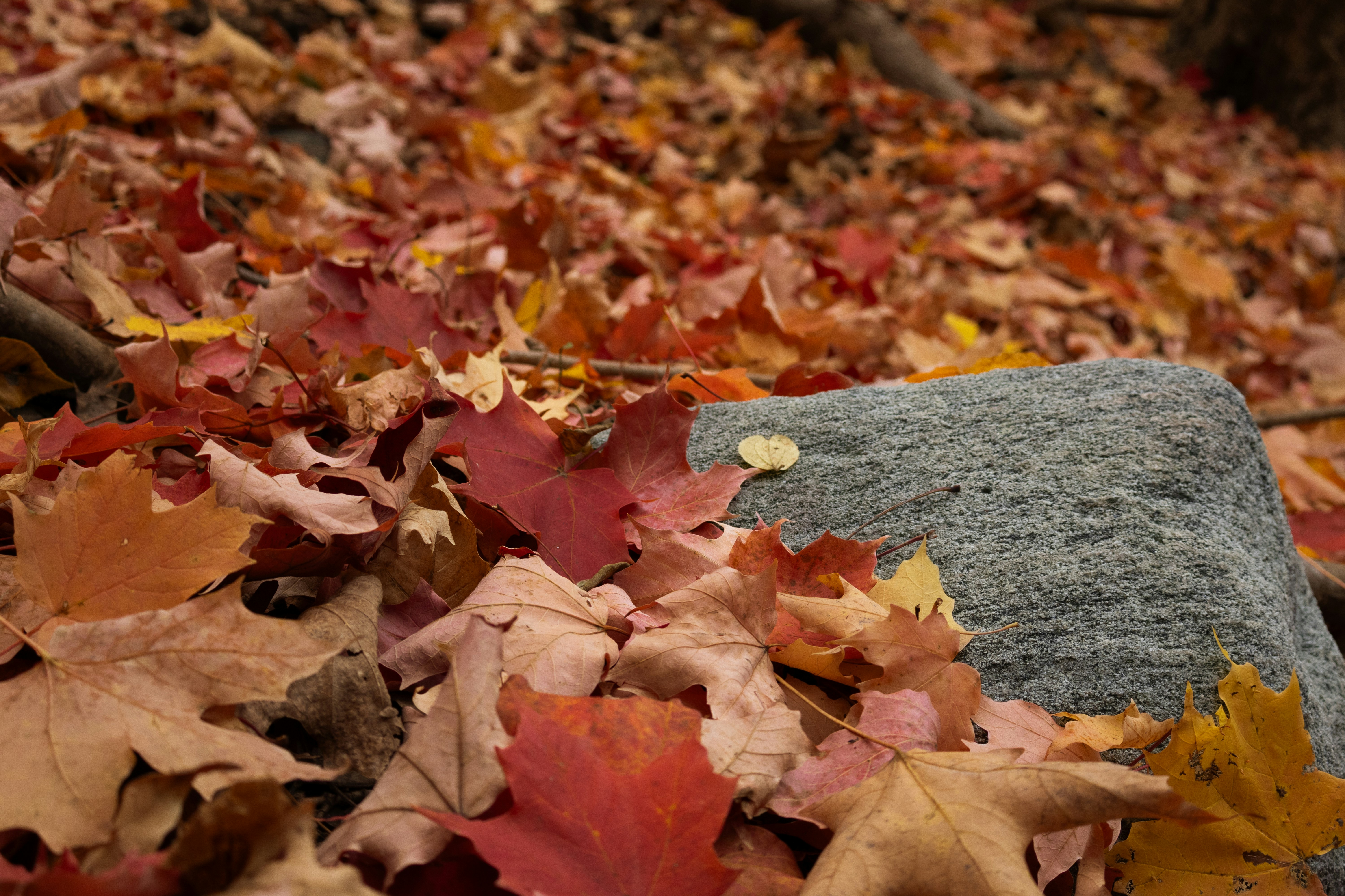 Autumn's Tapestry: A Symphony of Color and Texture