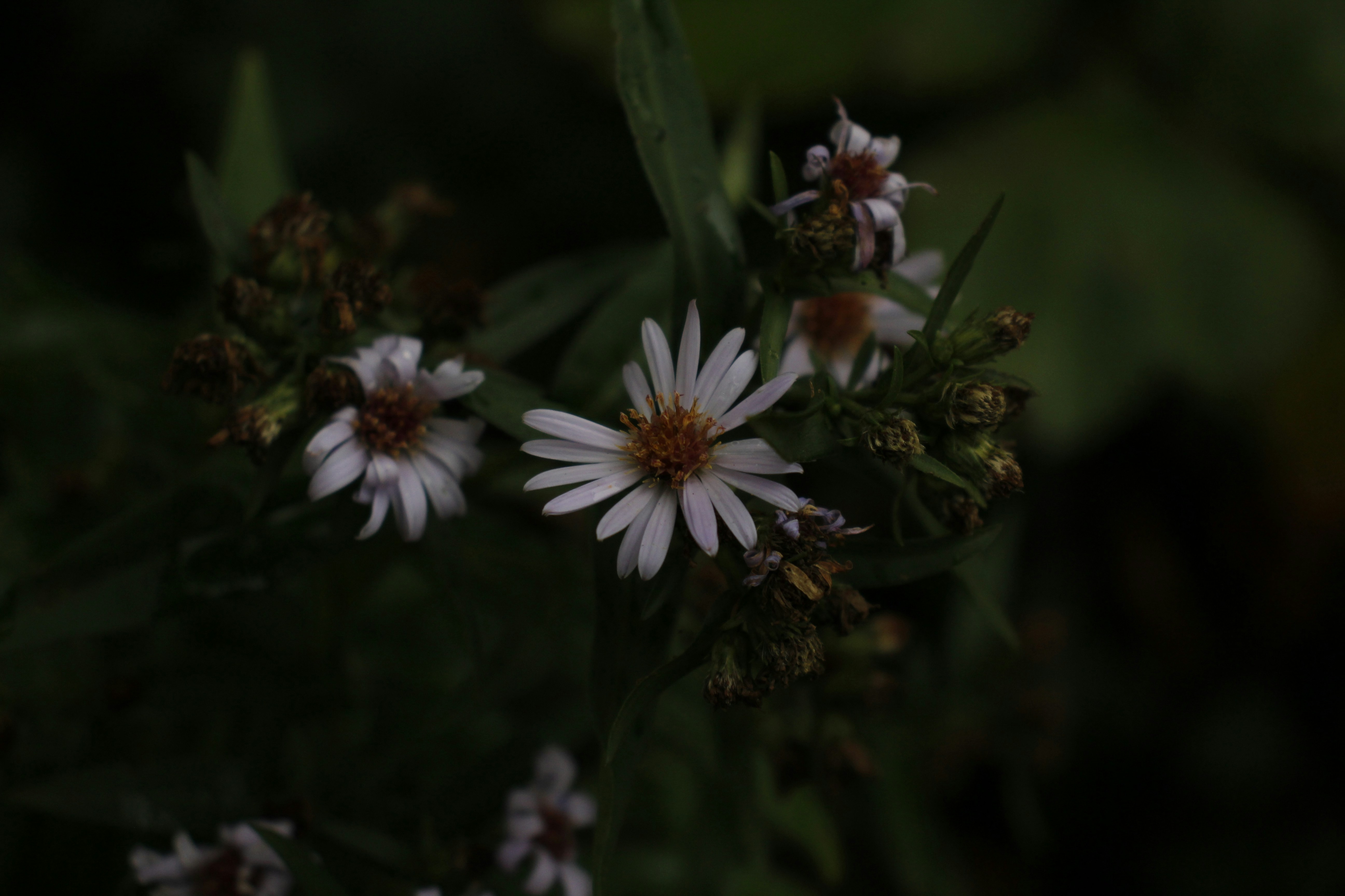Delicate white wildflowers bloom in a dark forest.