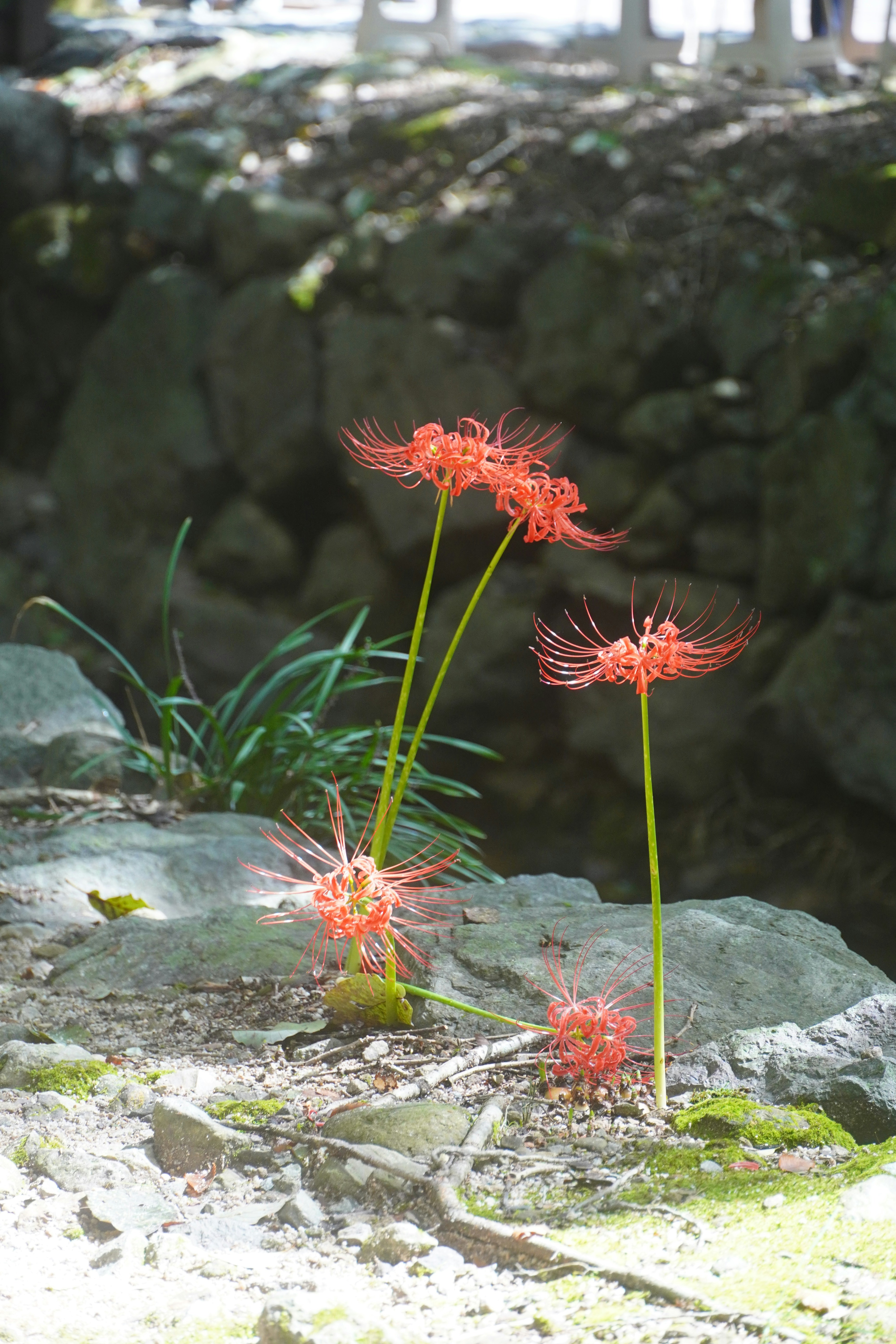 Scarlet Spider Lilies Rising from Sunlit Moss