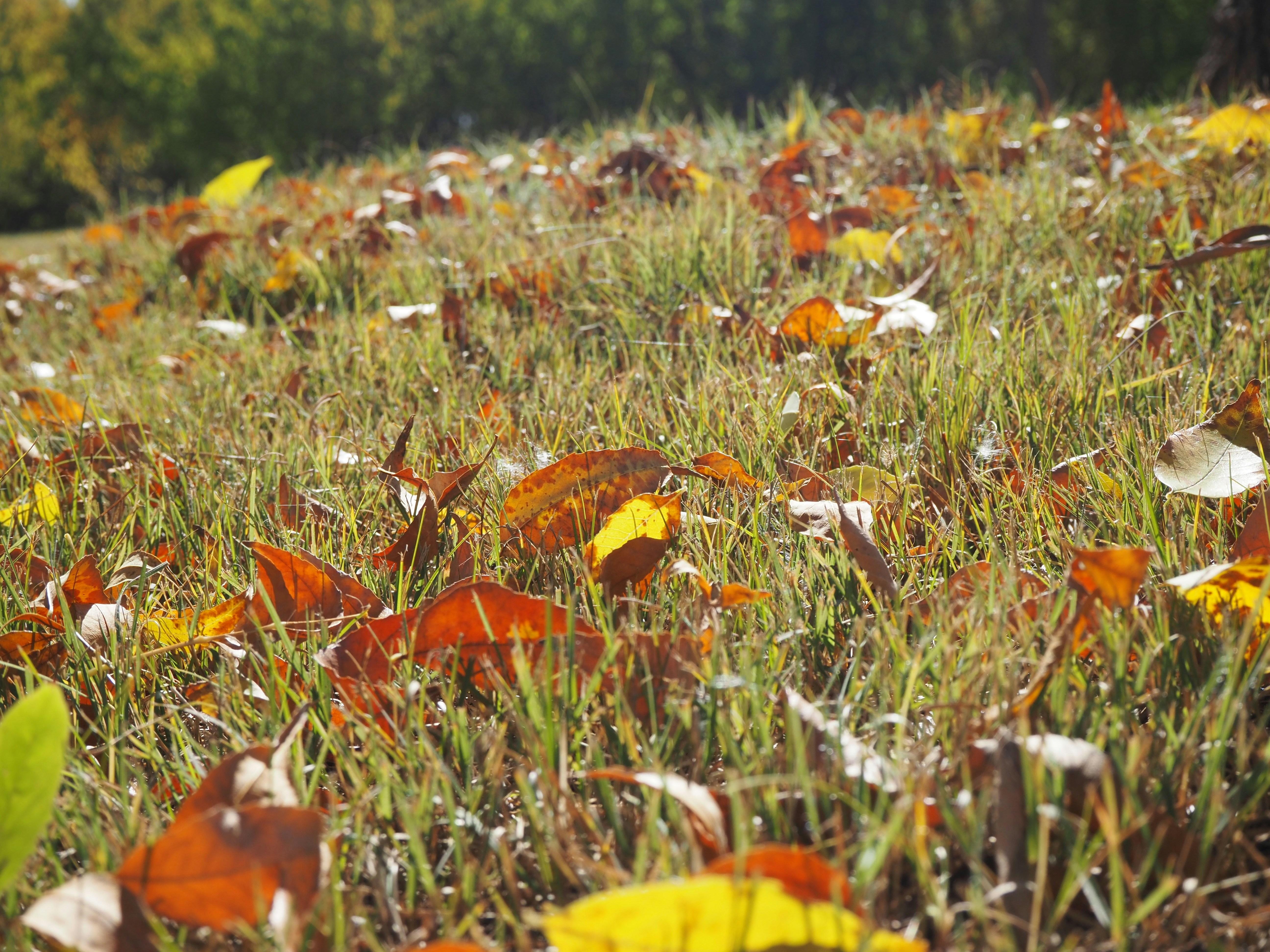 Whispers of Autumn: A Ground-Level Tapestry
