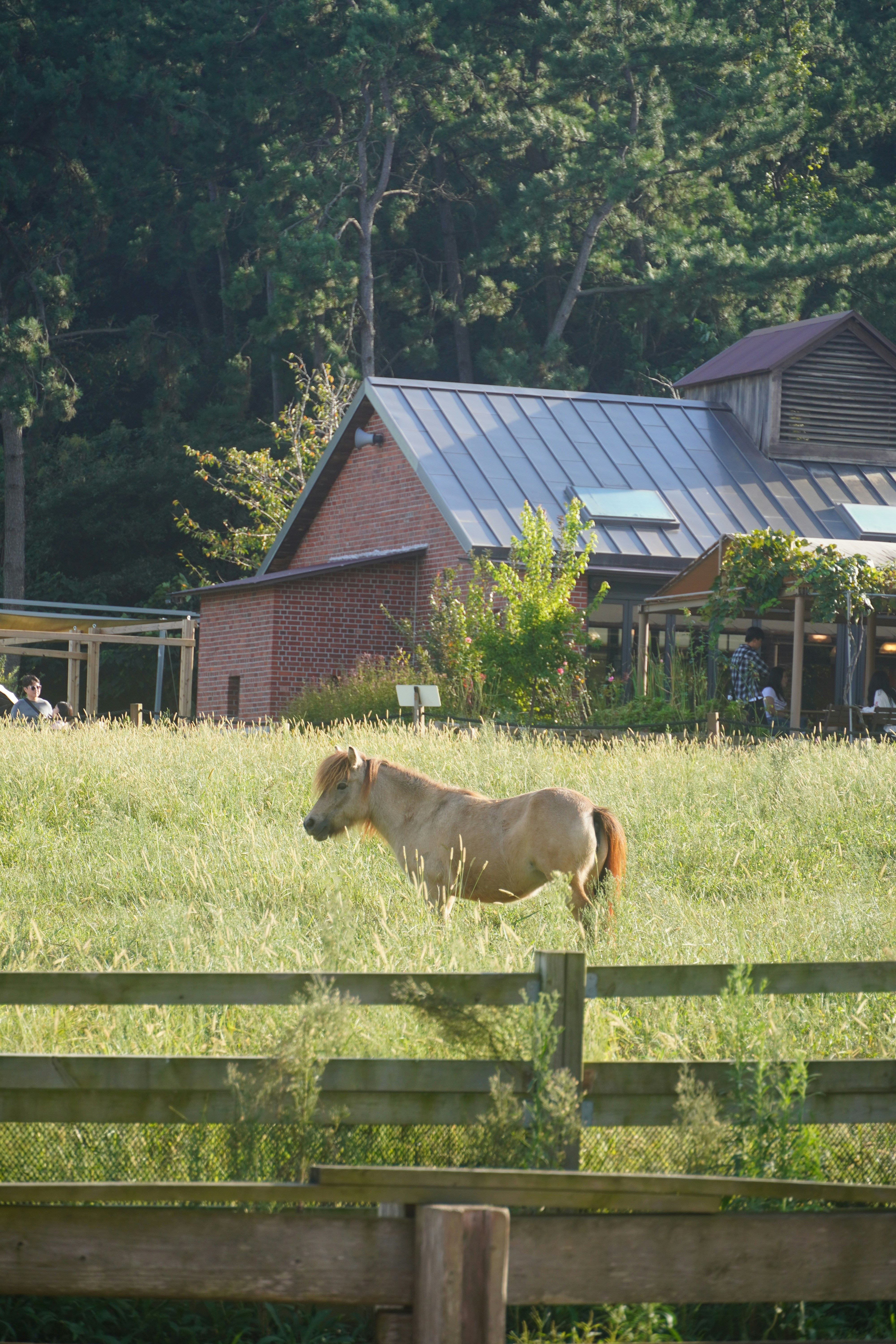 Pasture Visitor: A Brown Horse Loafing Near a Farmstead