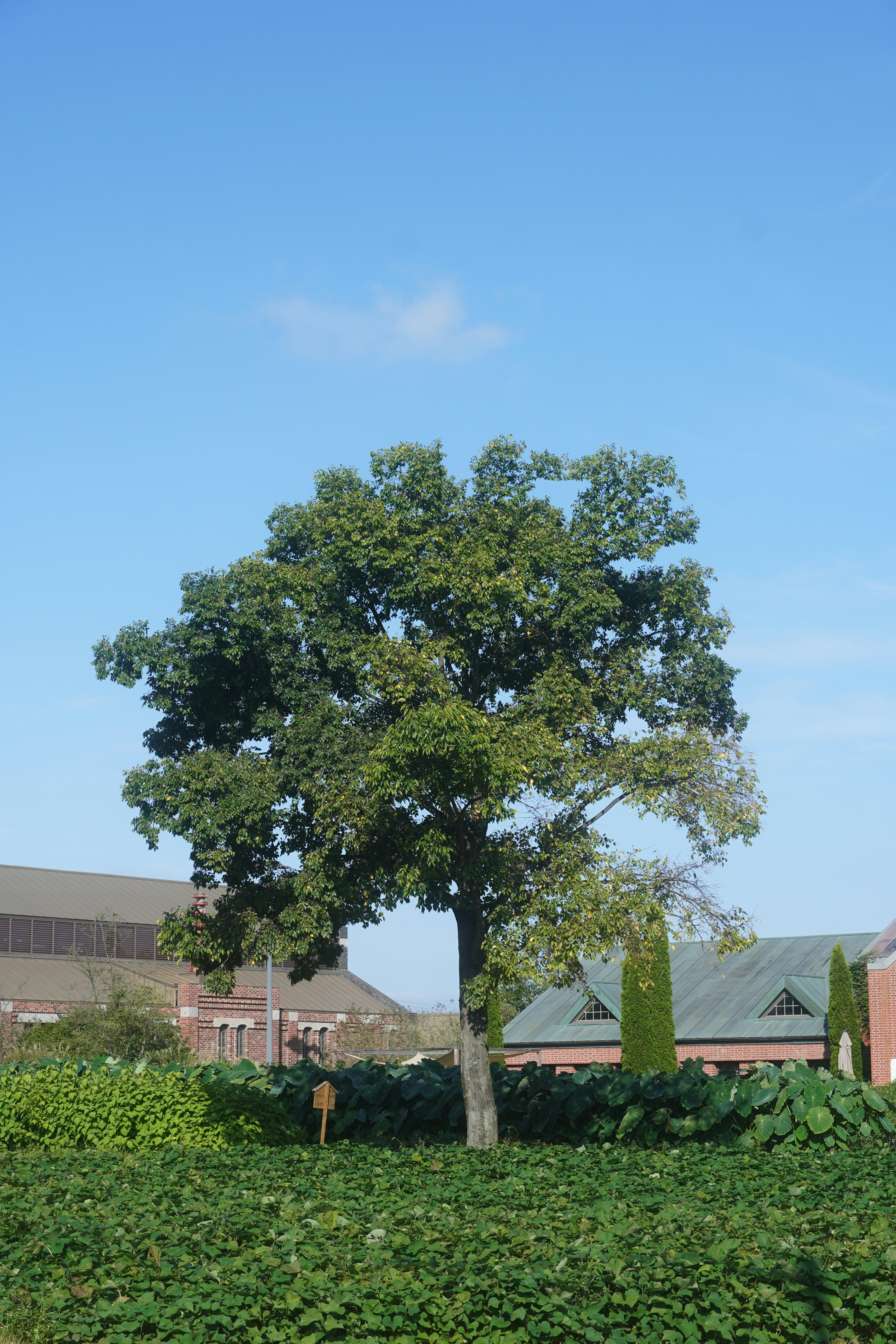 Azure Sky, Stalwart Oak: A Quiet Yard Framed by Hedge and Brick