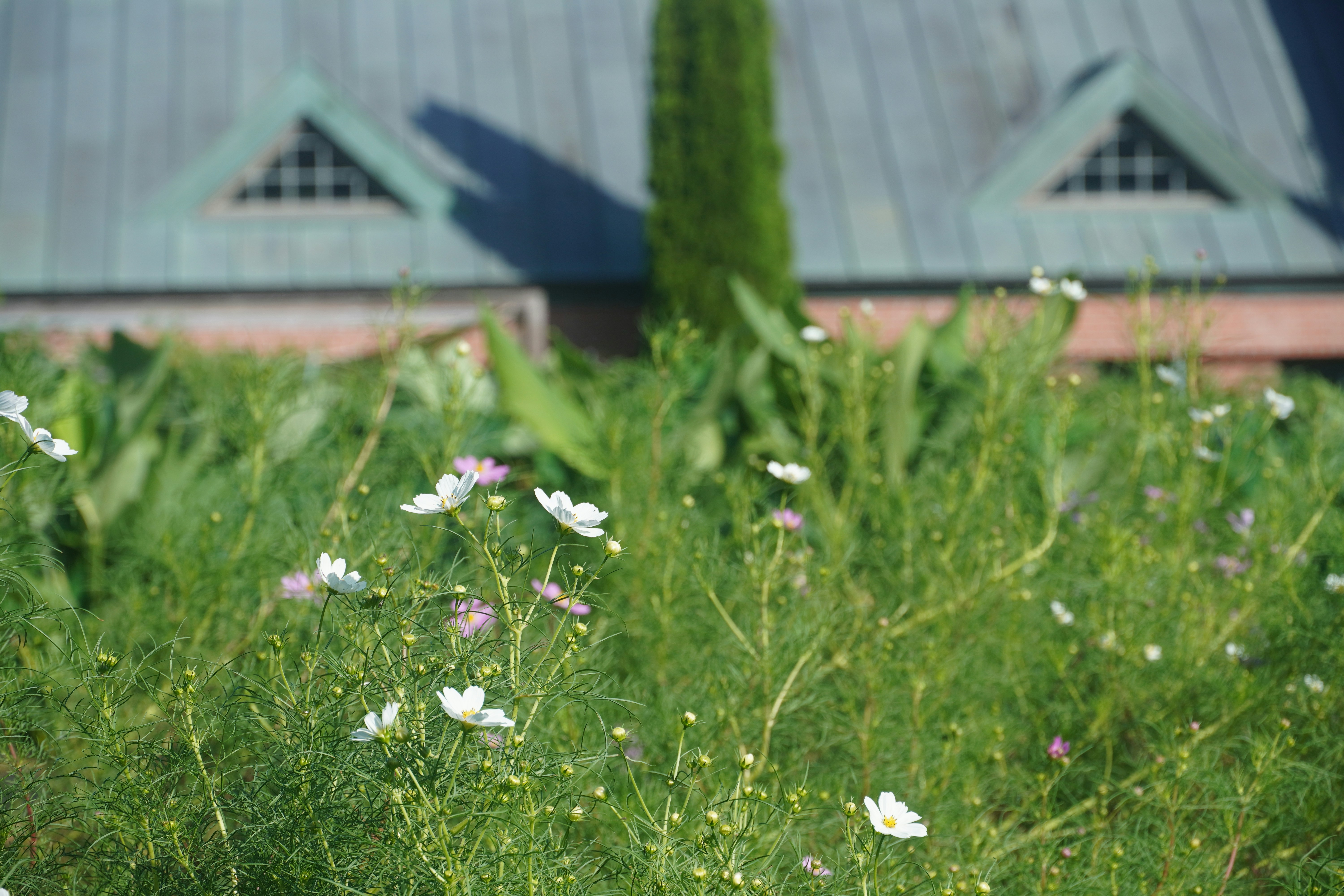 Daisies in Focus, Dormered Backdrop