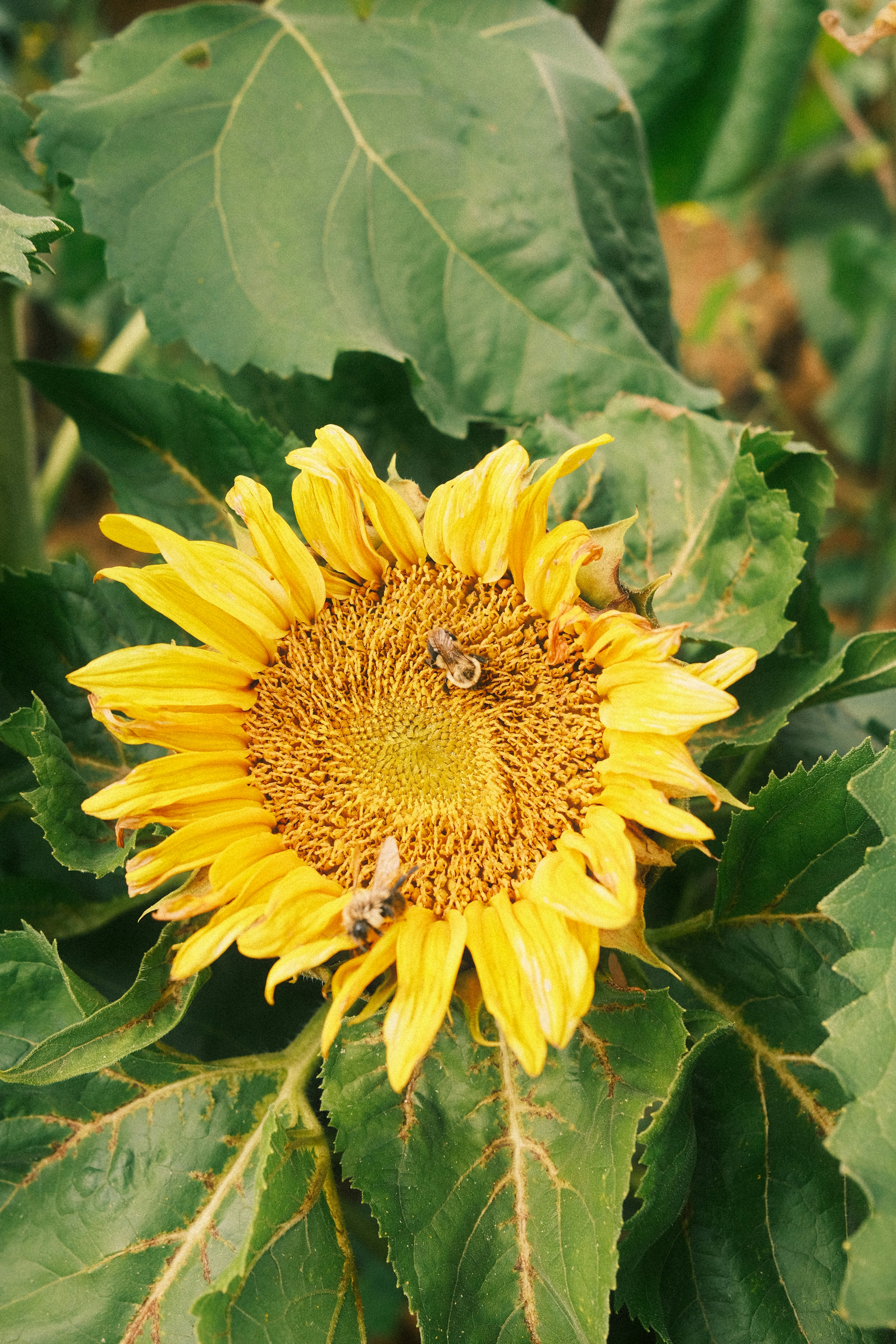 Two bees on a bright yellow sunflower.