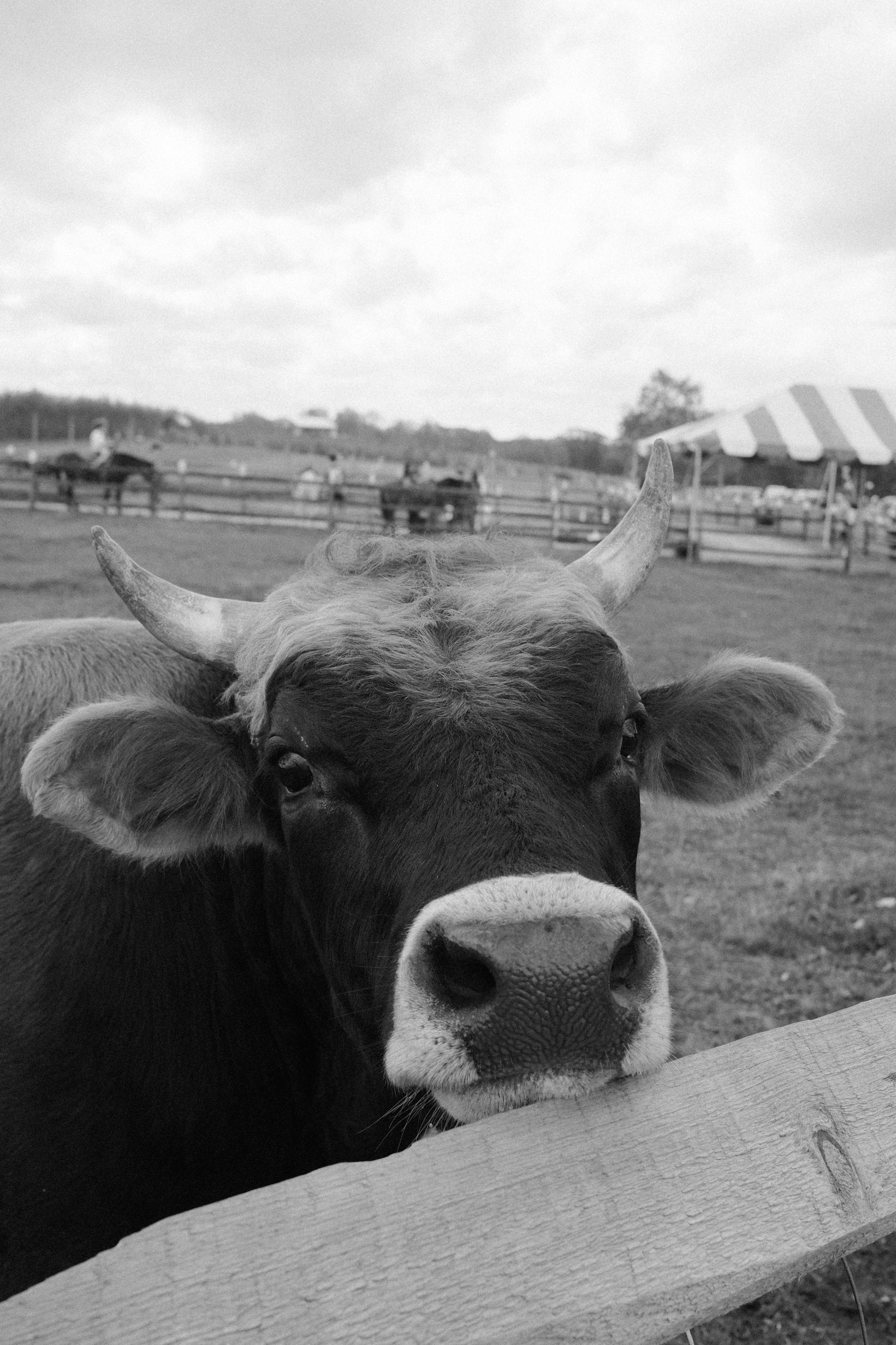 A cow peeking over a wooden fence