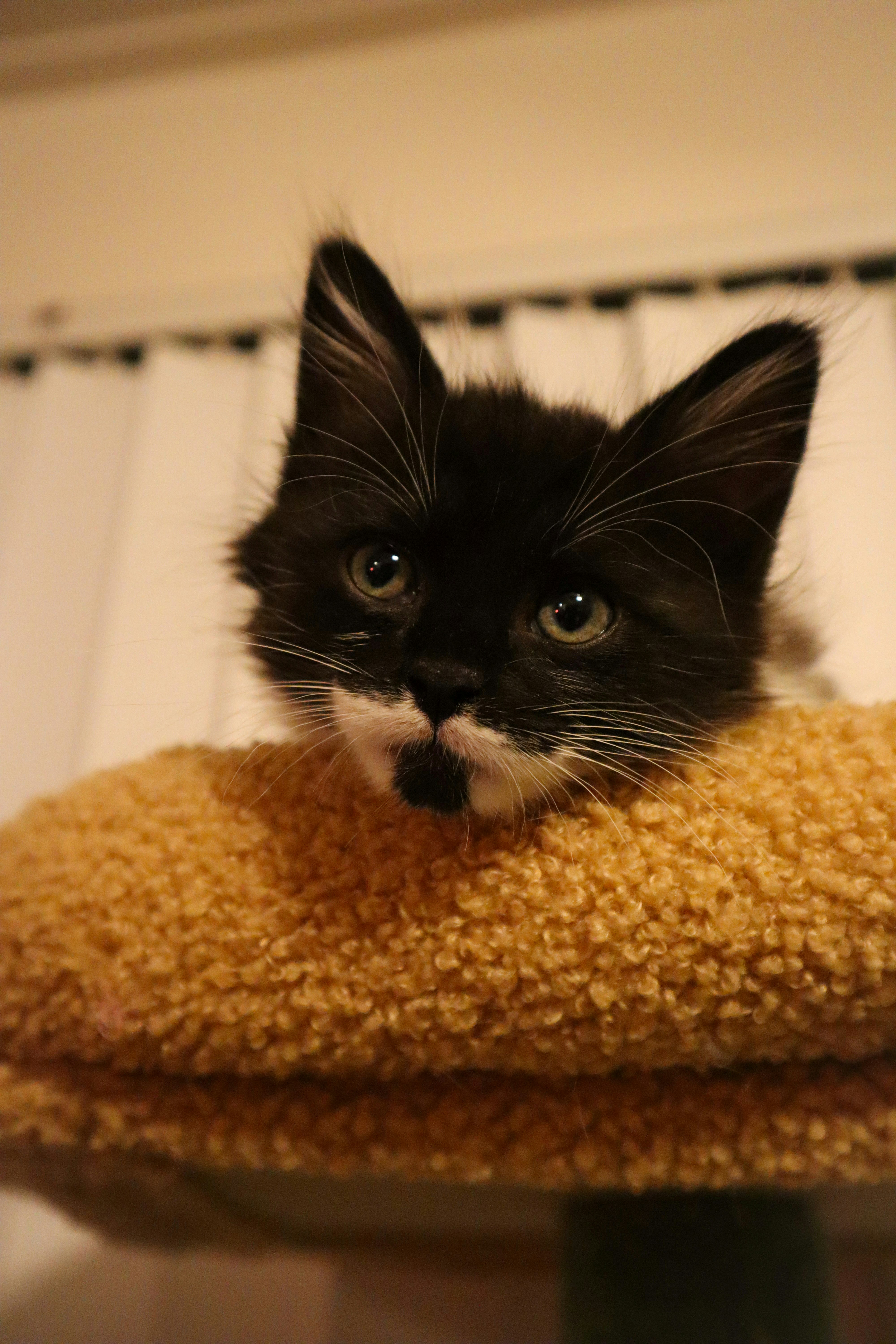 Whiskered Wonder on a Cozy Perch