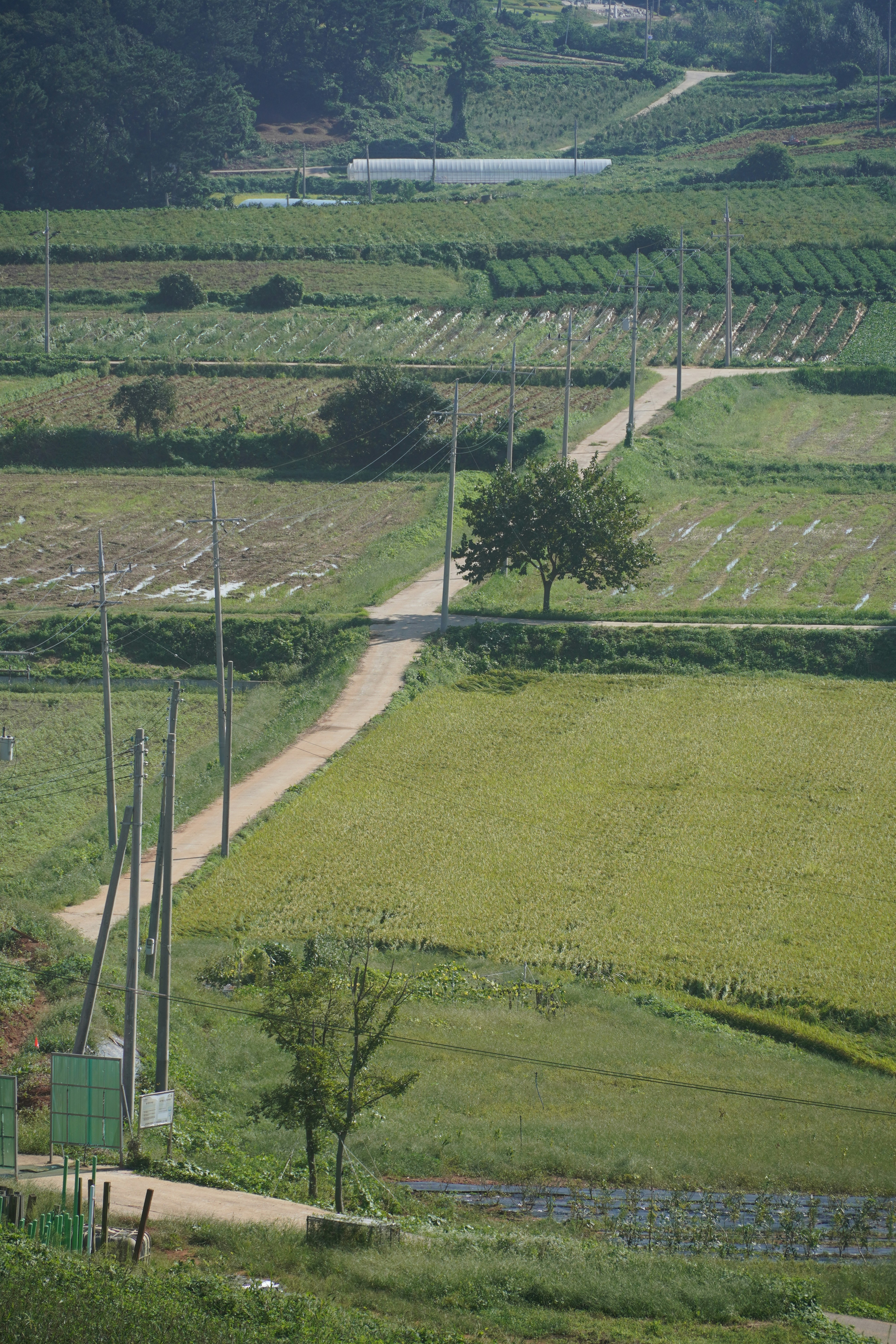 Serenity in Green: A Rural Pathway