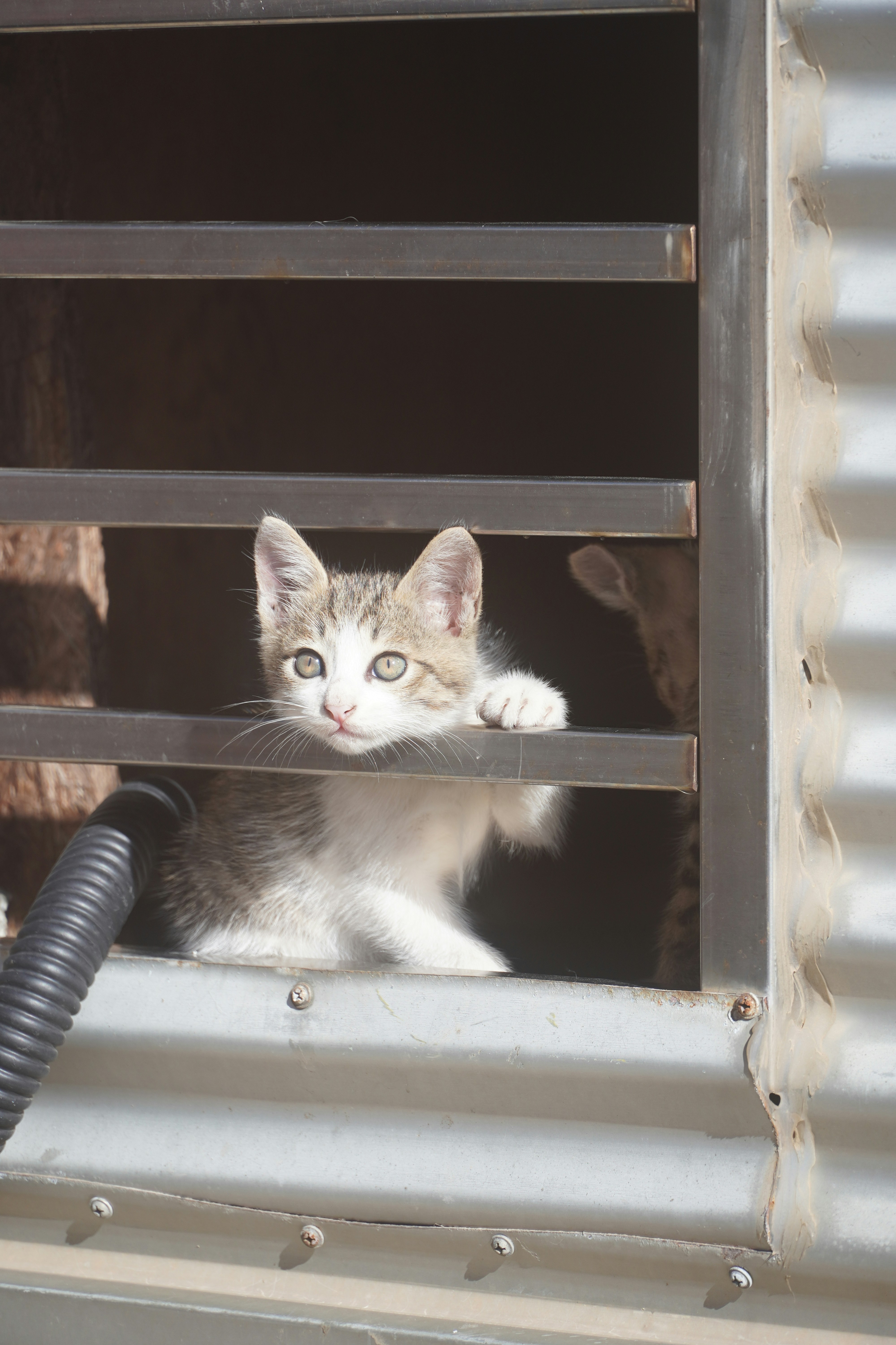 Whiskers Behind Bars: A Curious Encounter